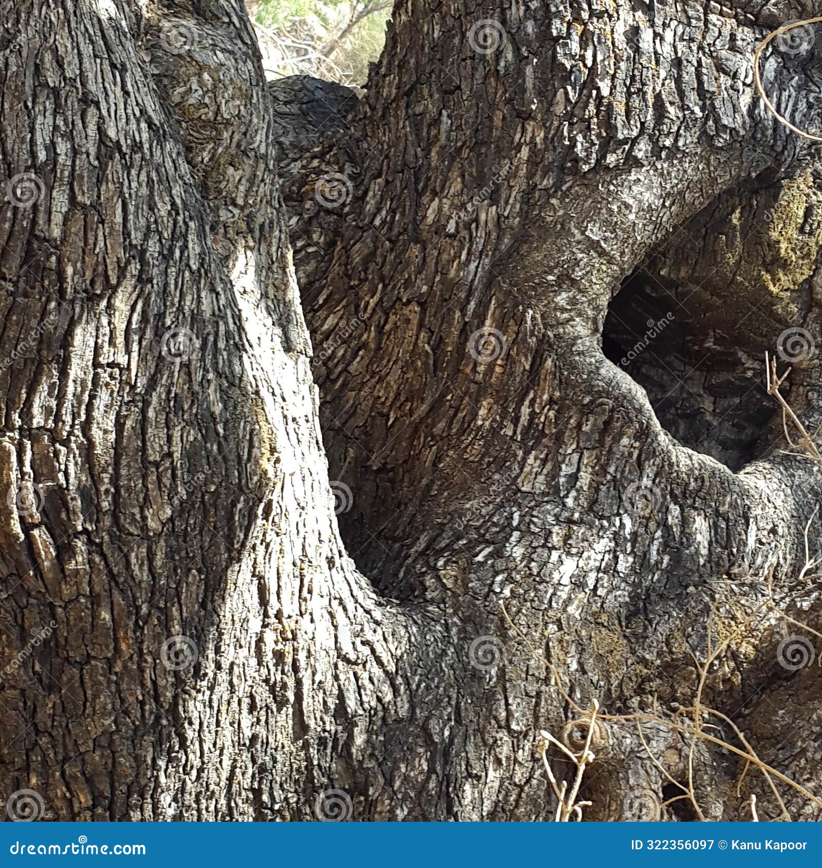 Old Tree trunk de shaped stock image. Image of patterns - 322356097