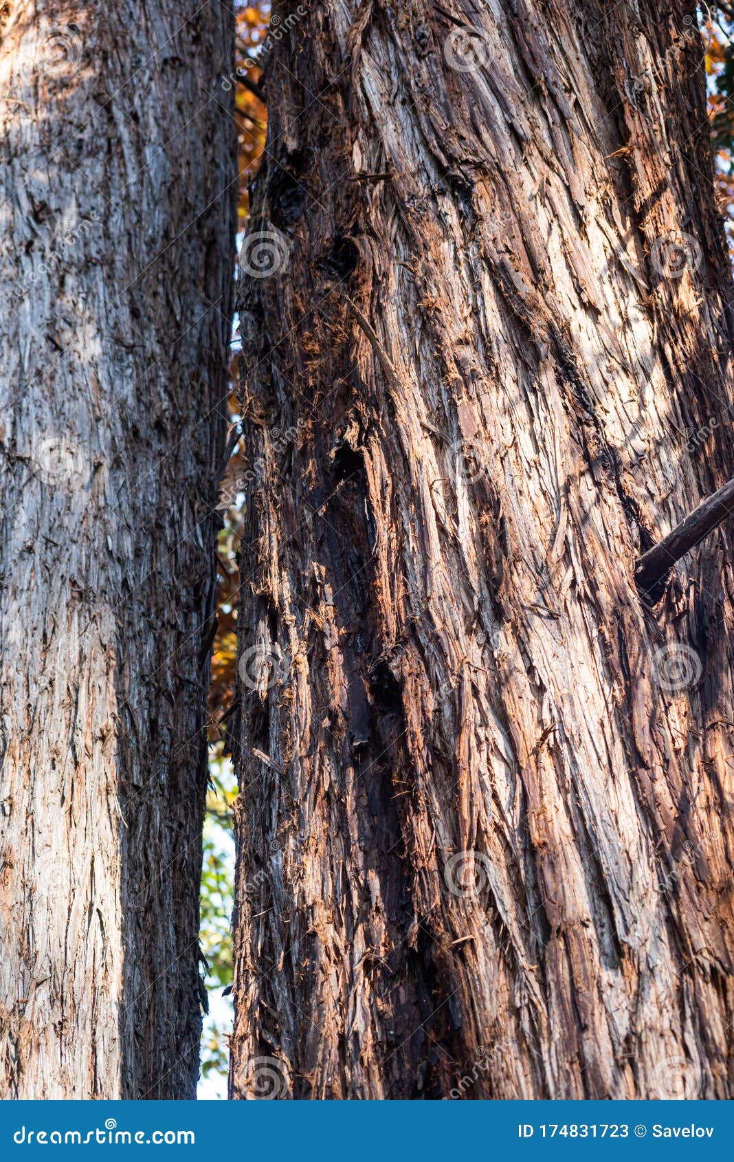 Tree Trunk Vertical Texture of Sequoia Sempervirens Stock Image - Image ...