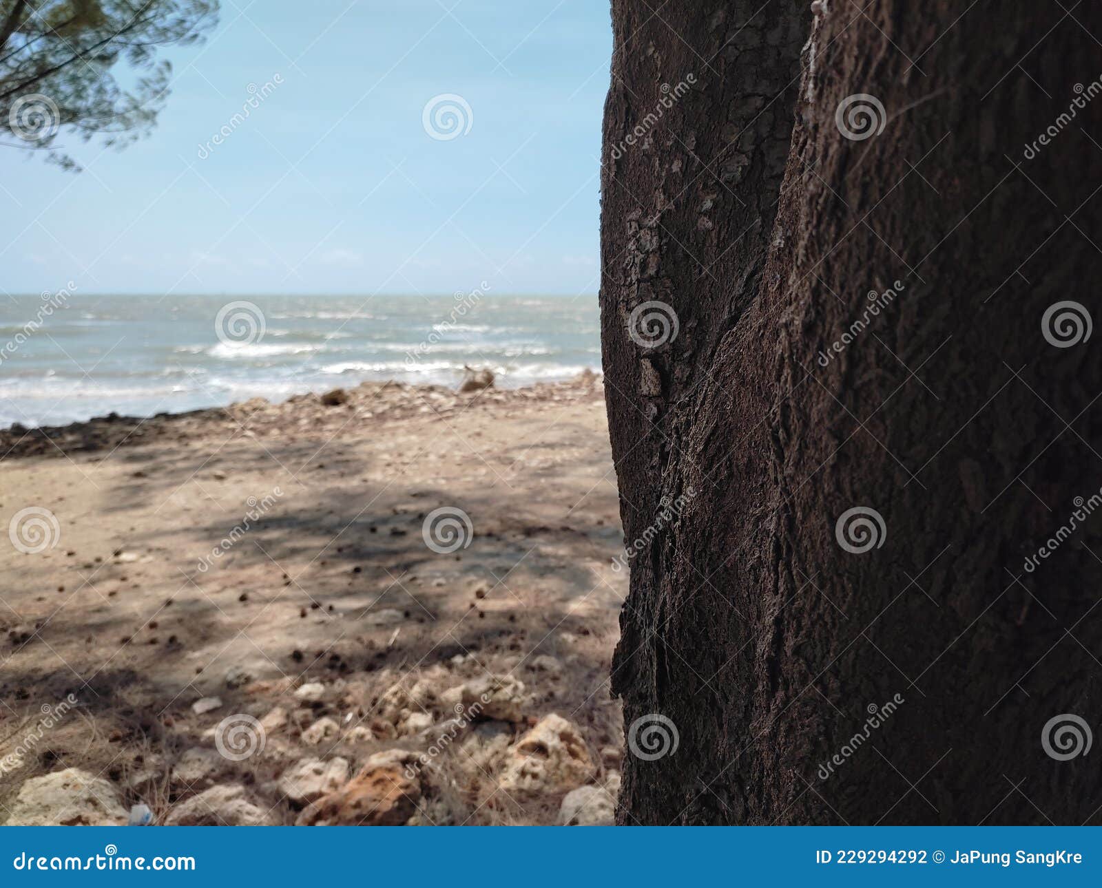 Tree Trunk with a Very Cool and Natural Motif, Growing on the Beach ...