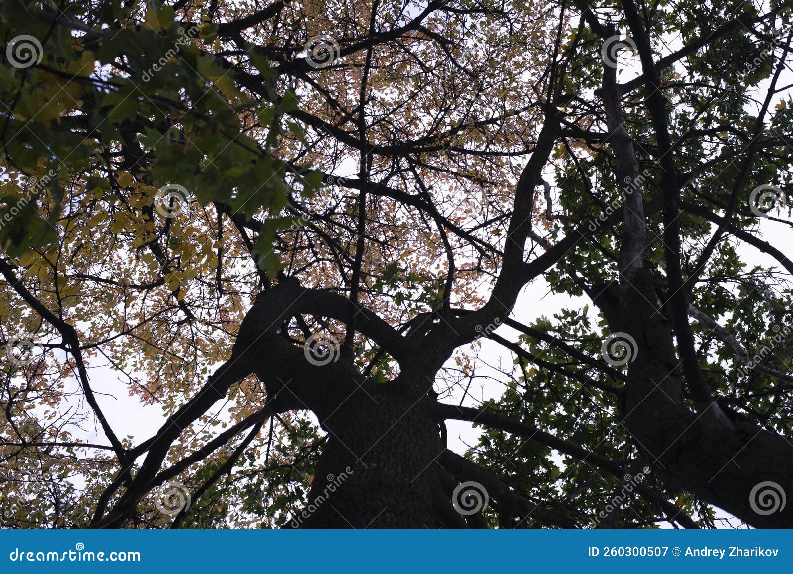 Tree Trunk. View from Below. Tree Branches and Leaves. Forest in Summer ...