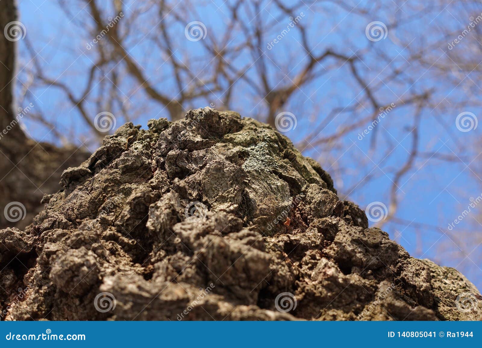Tree Trunk, View from Below. Nature in Winter Season Stock Image ...