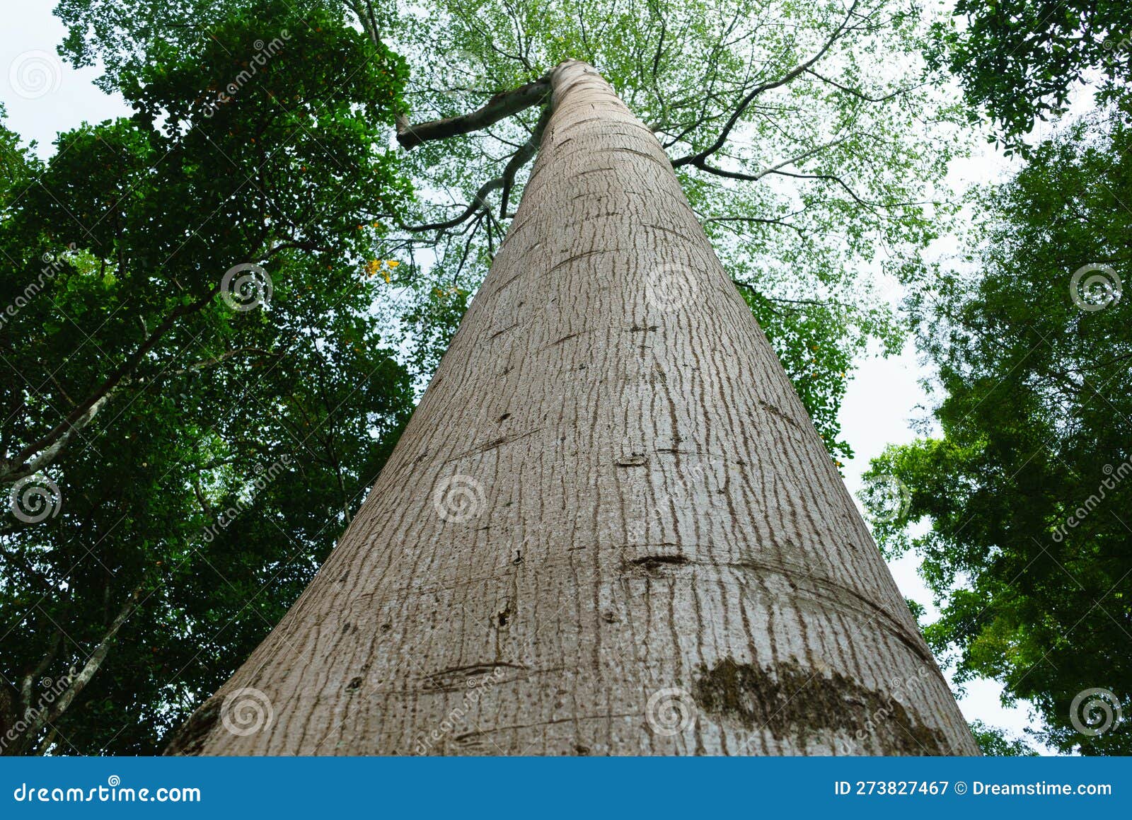 Tree Trunk View from Bottom To Top on Foliage Stock Image - Image of ...