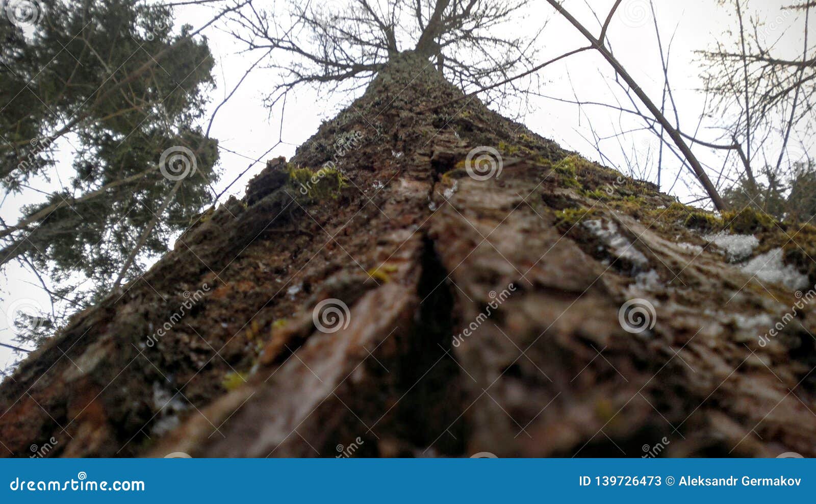 Tree Trunk, View on the Tall Tree from the Bottom Stock Image - Image ...