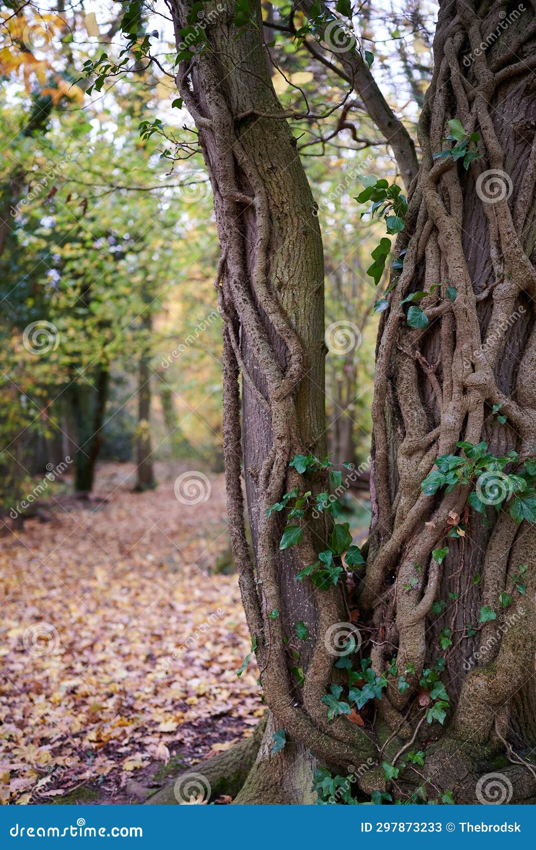 Tree Trunk with Vine Creeper in Forest with Autumn Leaves on Ground and ...