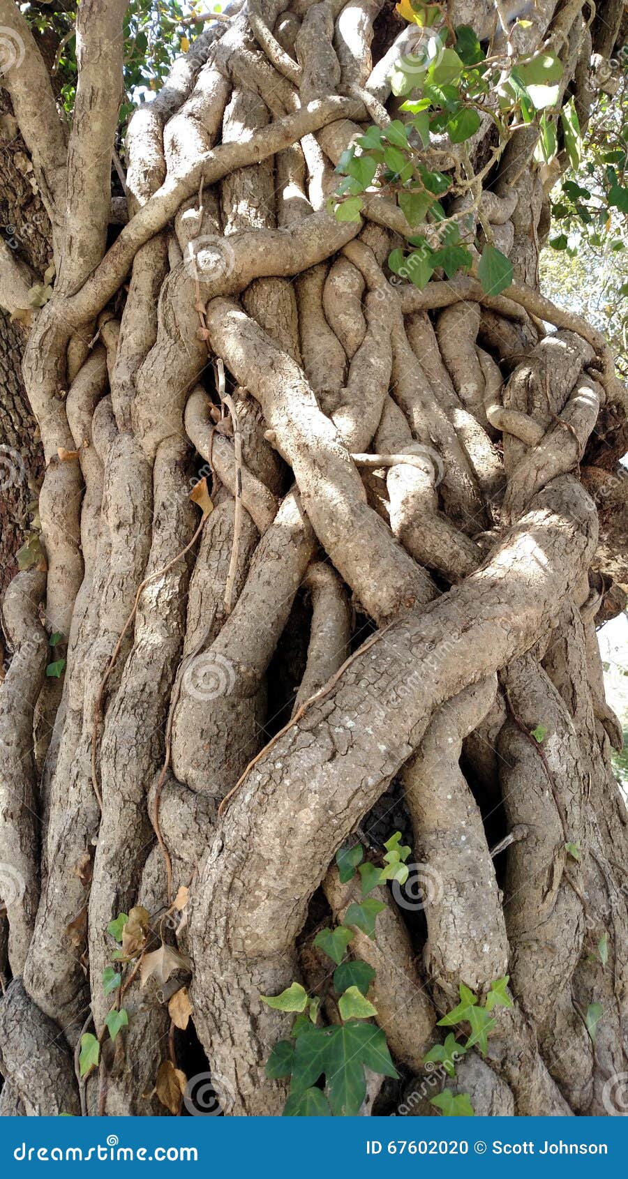Tree Trunk vines stock photo. Image of brown, tree, skinny - 67602020