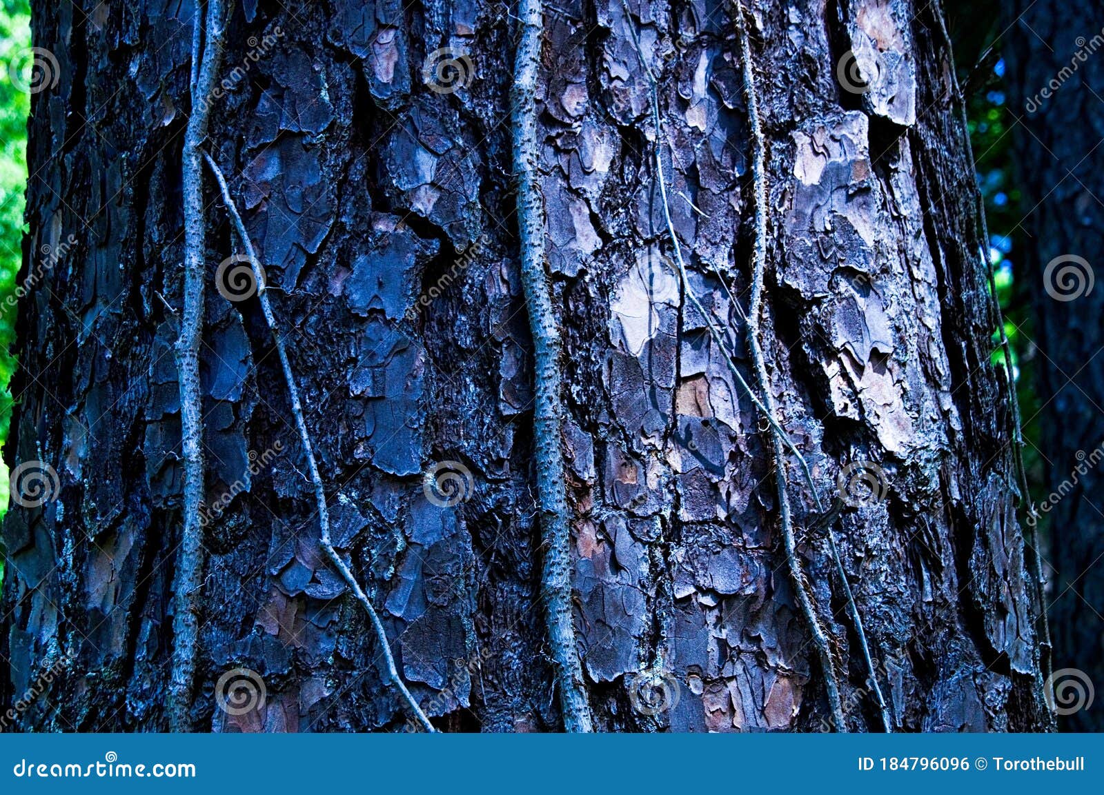 Tree Trunk with Vines Growing on it Stock Photo - Image of outside ...