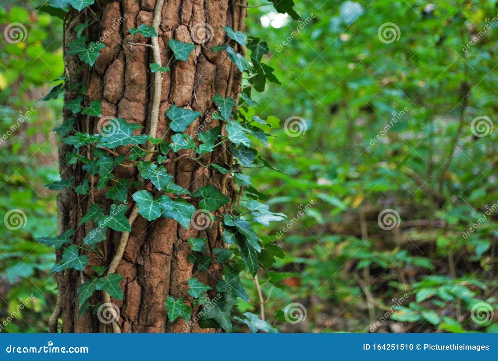 Tree Trunk in the Woods with Vines and Ivy Stock Photo - Image of green ...