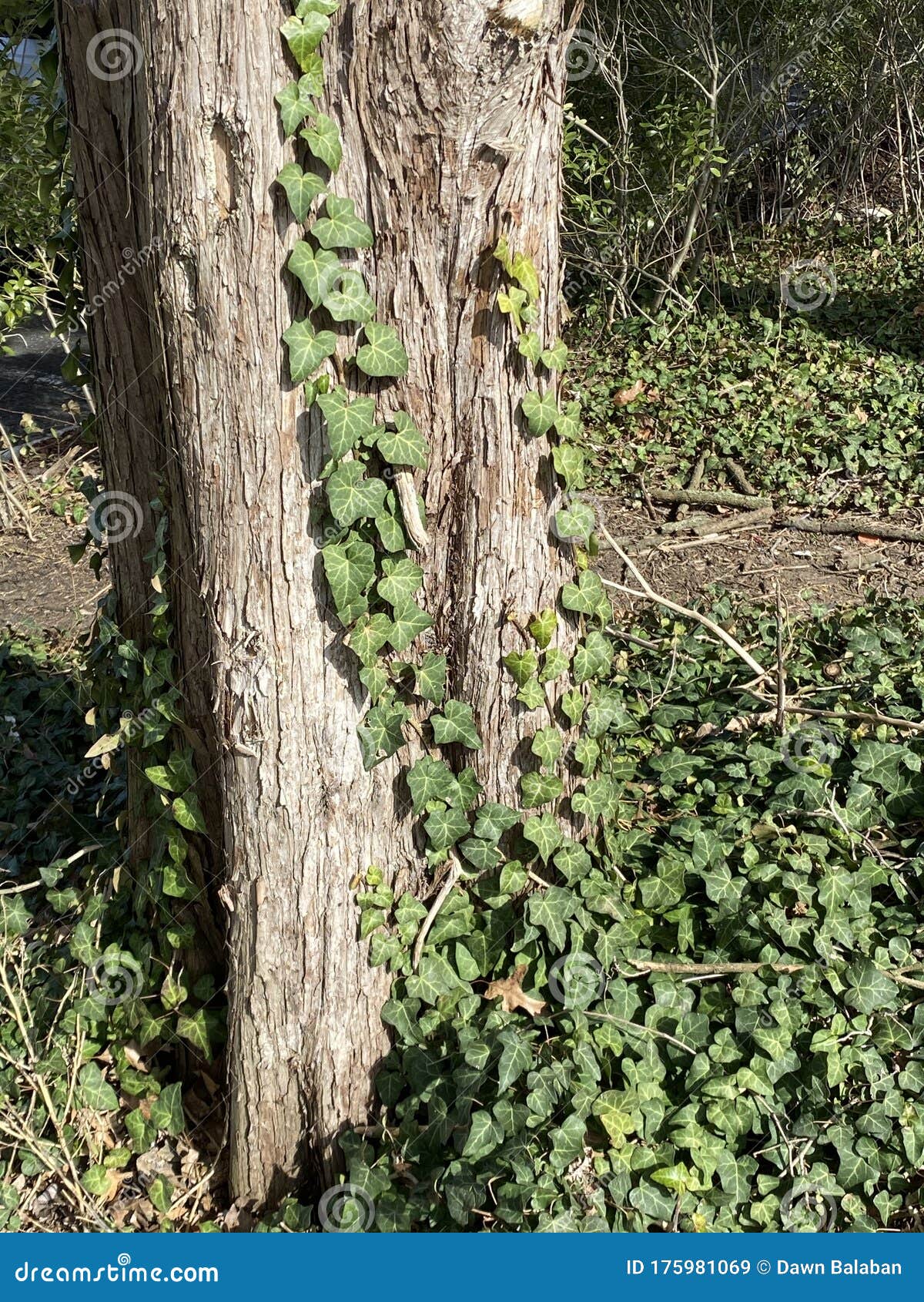 Ivy growing up a tree stock image. Image of nautral - 175981069