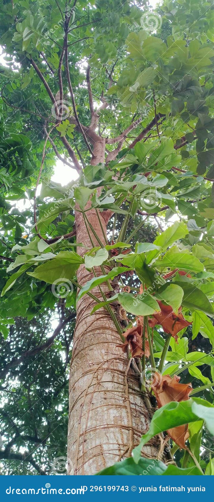 Tree trunk with vines. stock image. Image of kalijati - 296199743