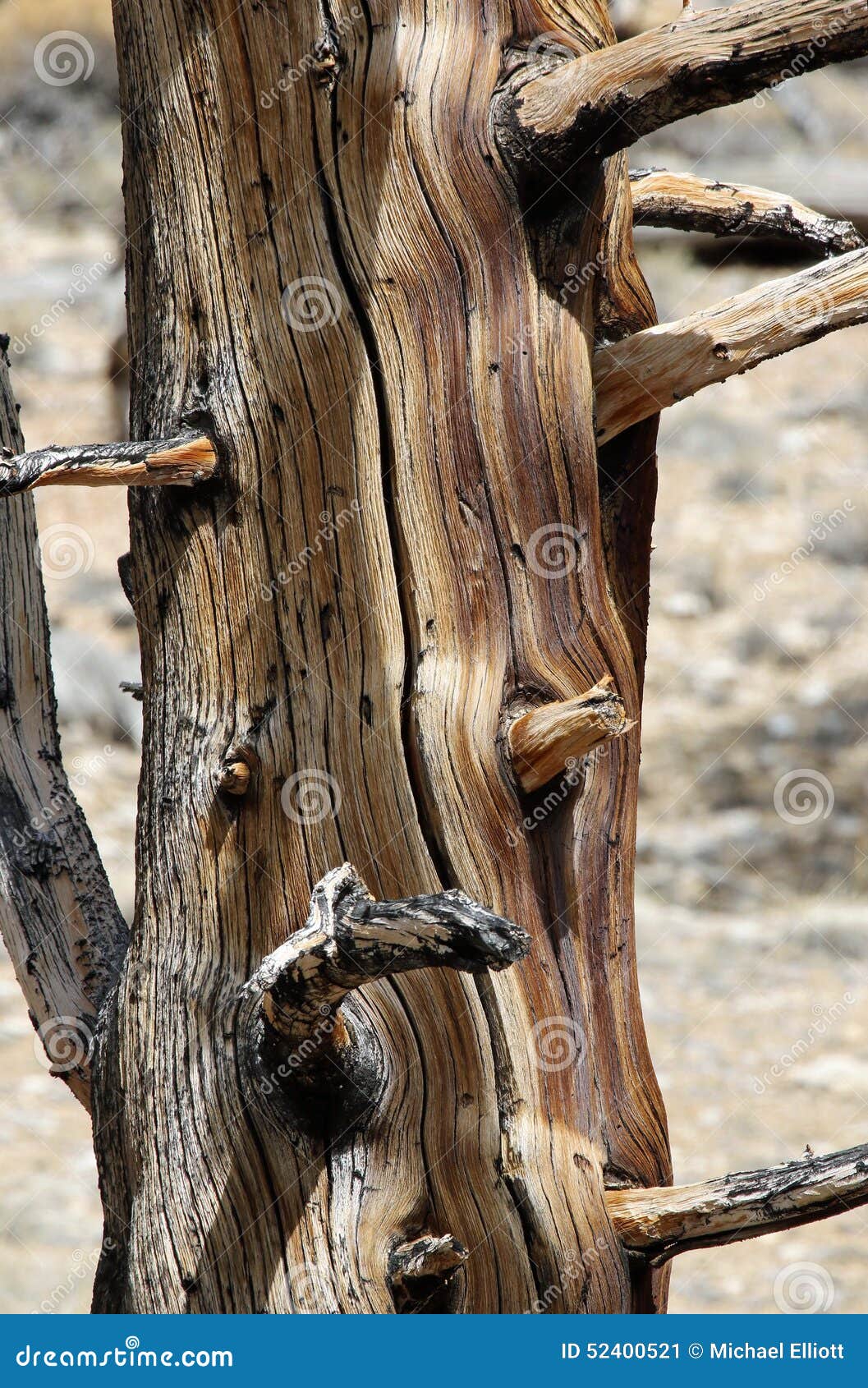 Tree Trunk stock image. Image of limbs, vintage, wood - 52400521
