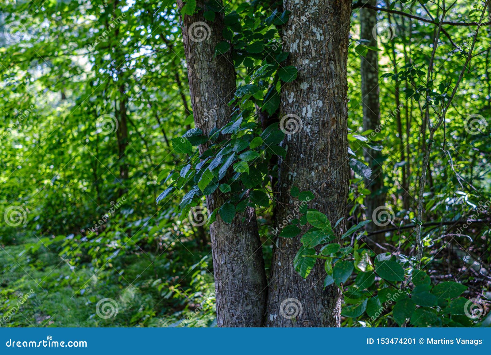 Tree Trunk Wall in the Green Forest in Summer Stock Image - Image of ...