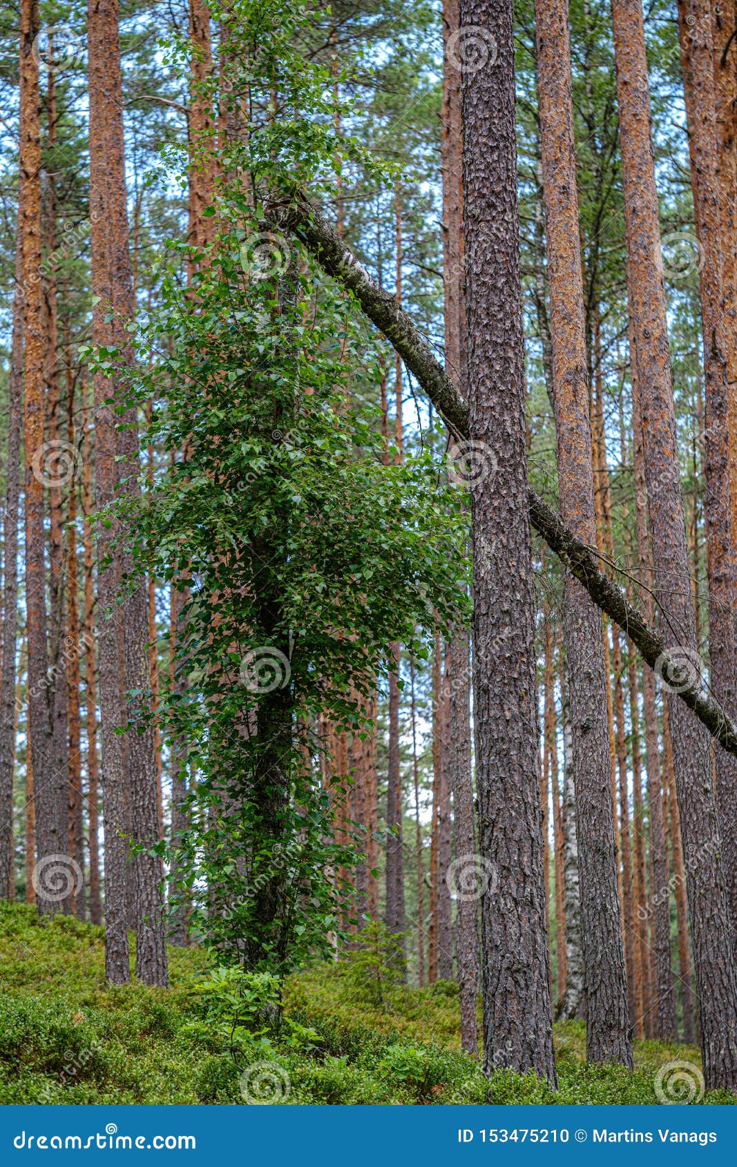 Tree Trunk Wall in the Green Forest in Summer Stock Photo - Image of ...
