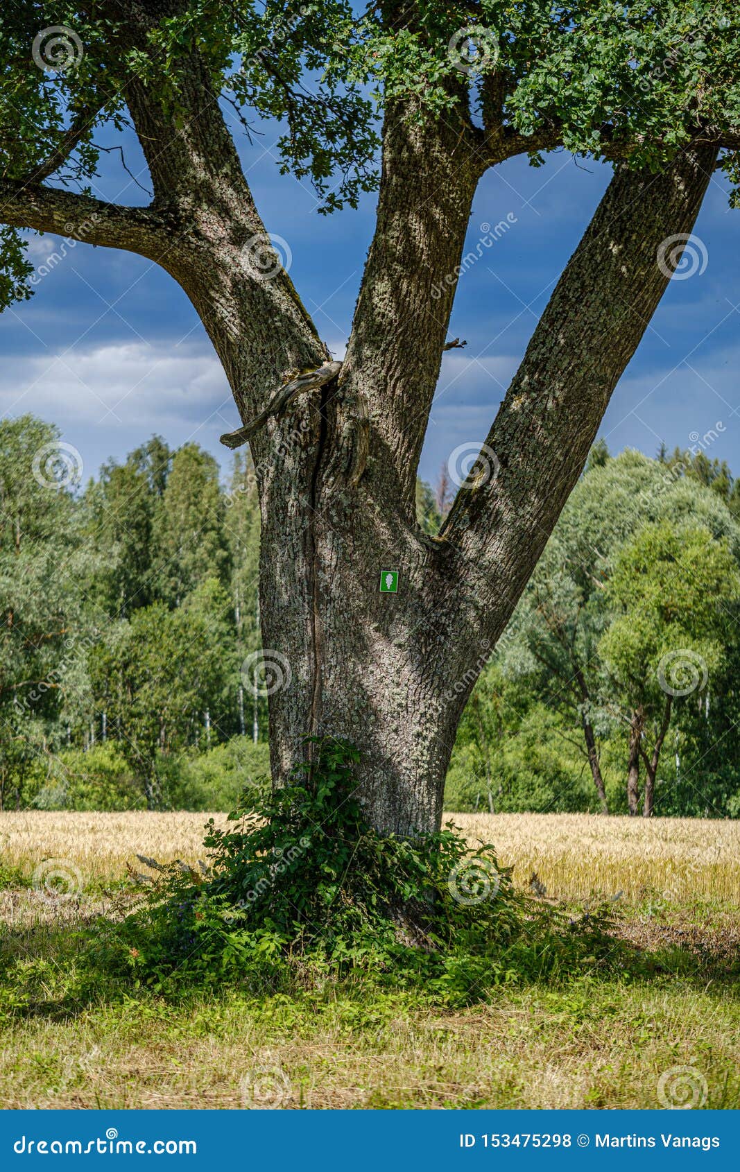 Tree Trunk Wall in the Green Forest in Summer Stock Photo - Image of ...