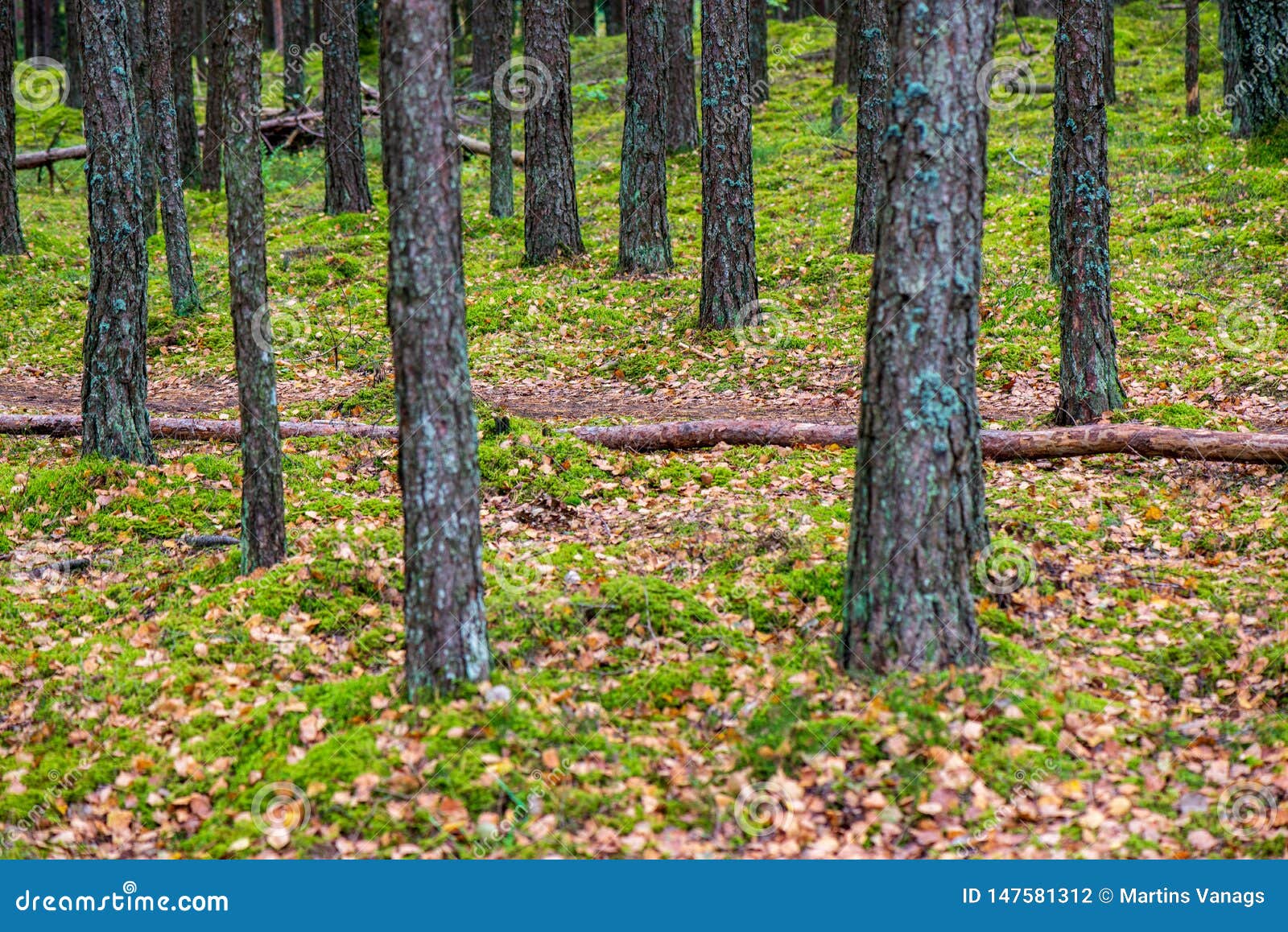 Tree Trunk Wall in Pine Tree Forest with Green Moss Covered Forest Bed ...