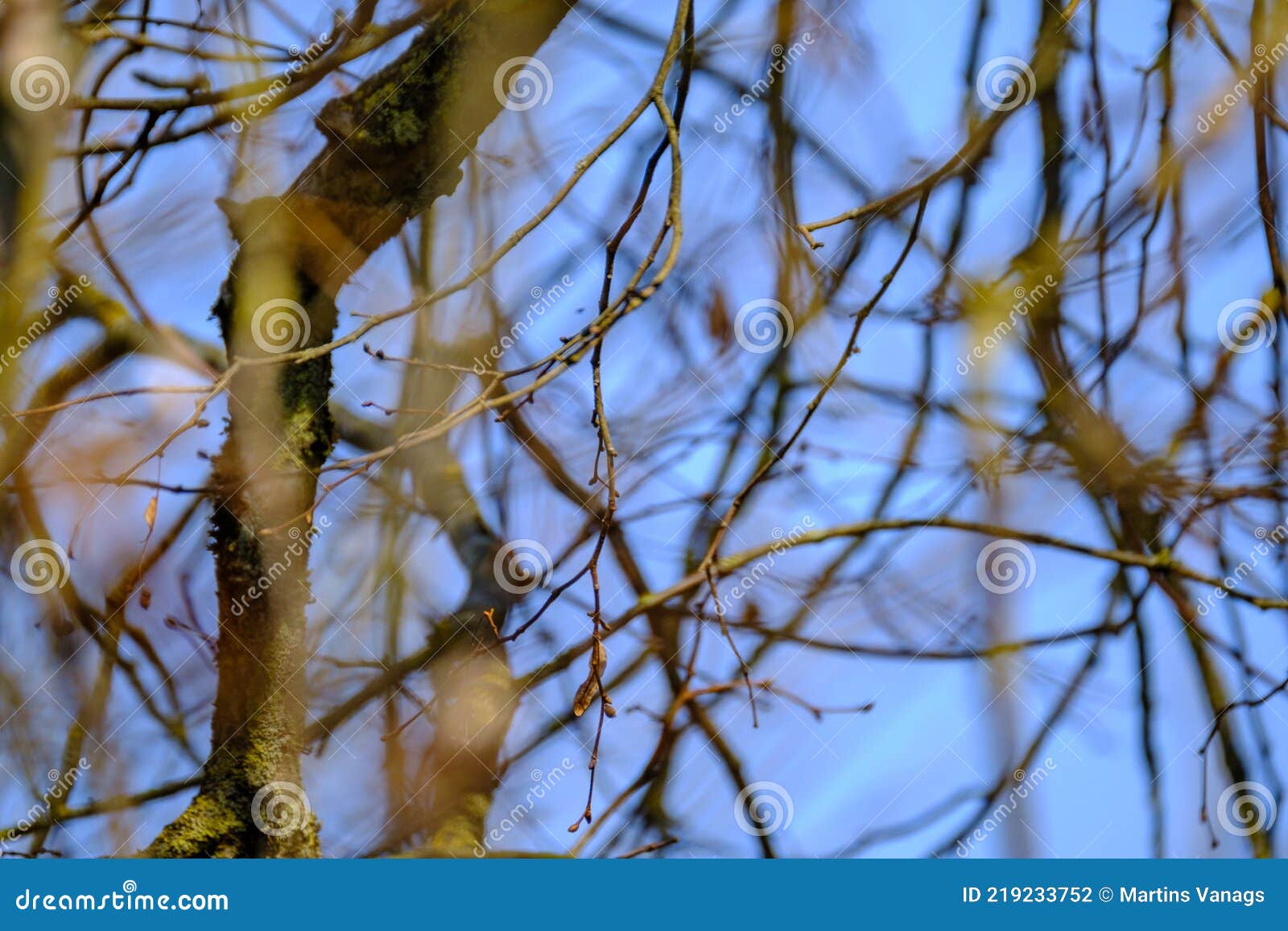 Tree Trunk Wall on the Side of the Field Stock Photo - Image of body ...