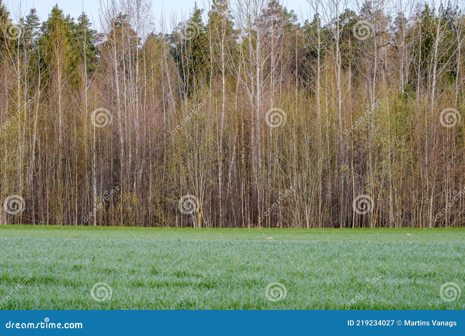 Tree Trunk Wall on the Side of the Field Stock Image - Image of wall ...