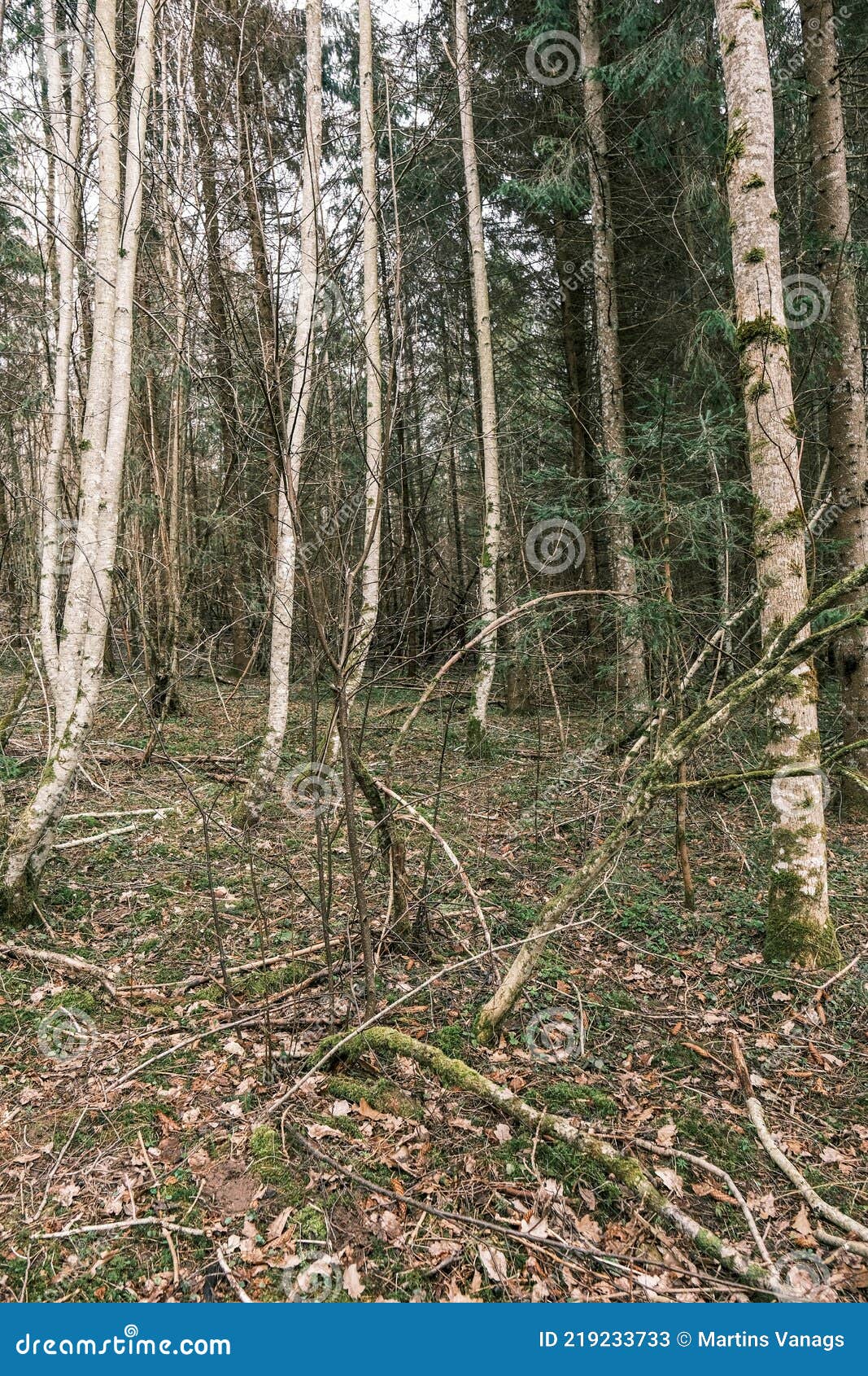 Tree Trunk Wall on the Side of the Field Stock Image - Image of ...