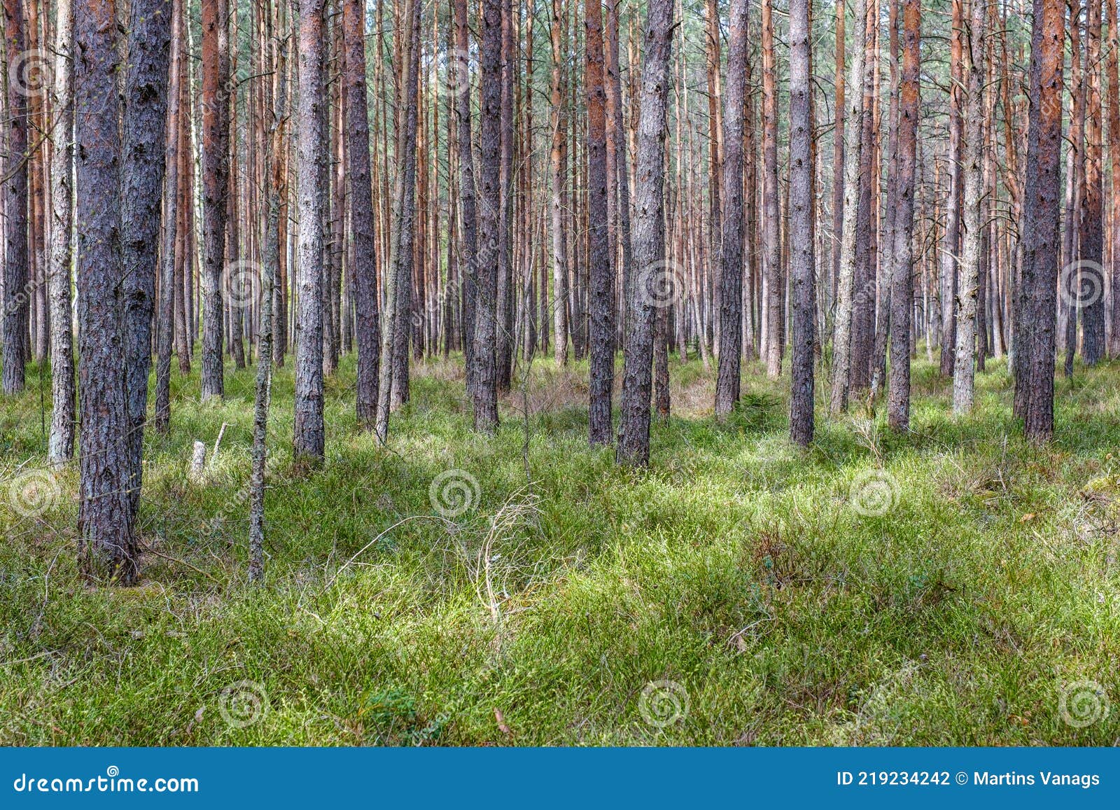 Tree Trunk Wall on the Side of the Field Stock Photo - Image of grass ...