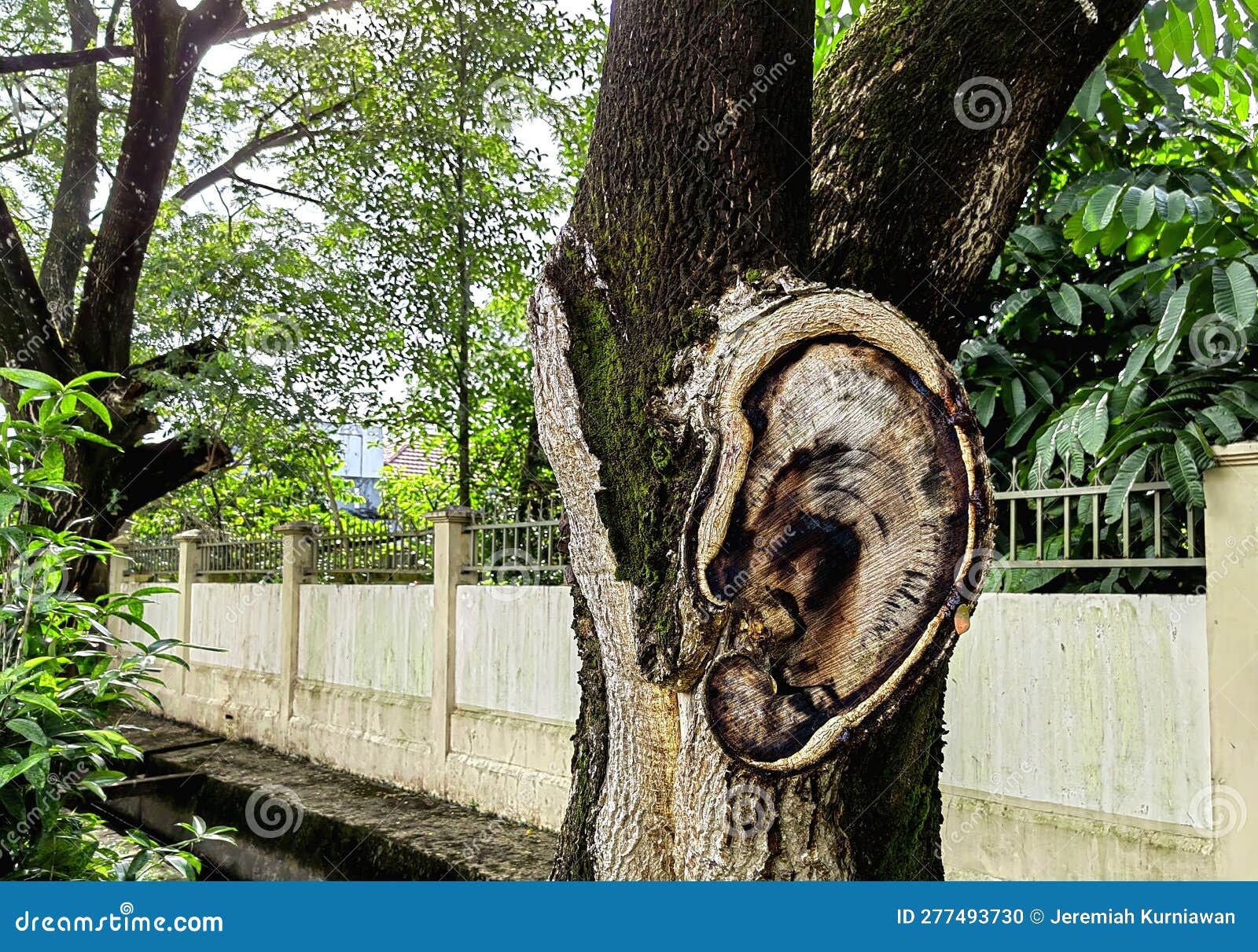 A Tree with a Trunk that Was Once Cut Formed a Unique Pattern Such As a ...
