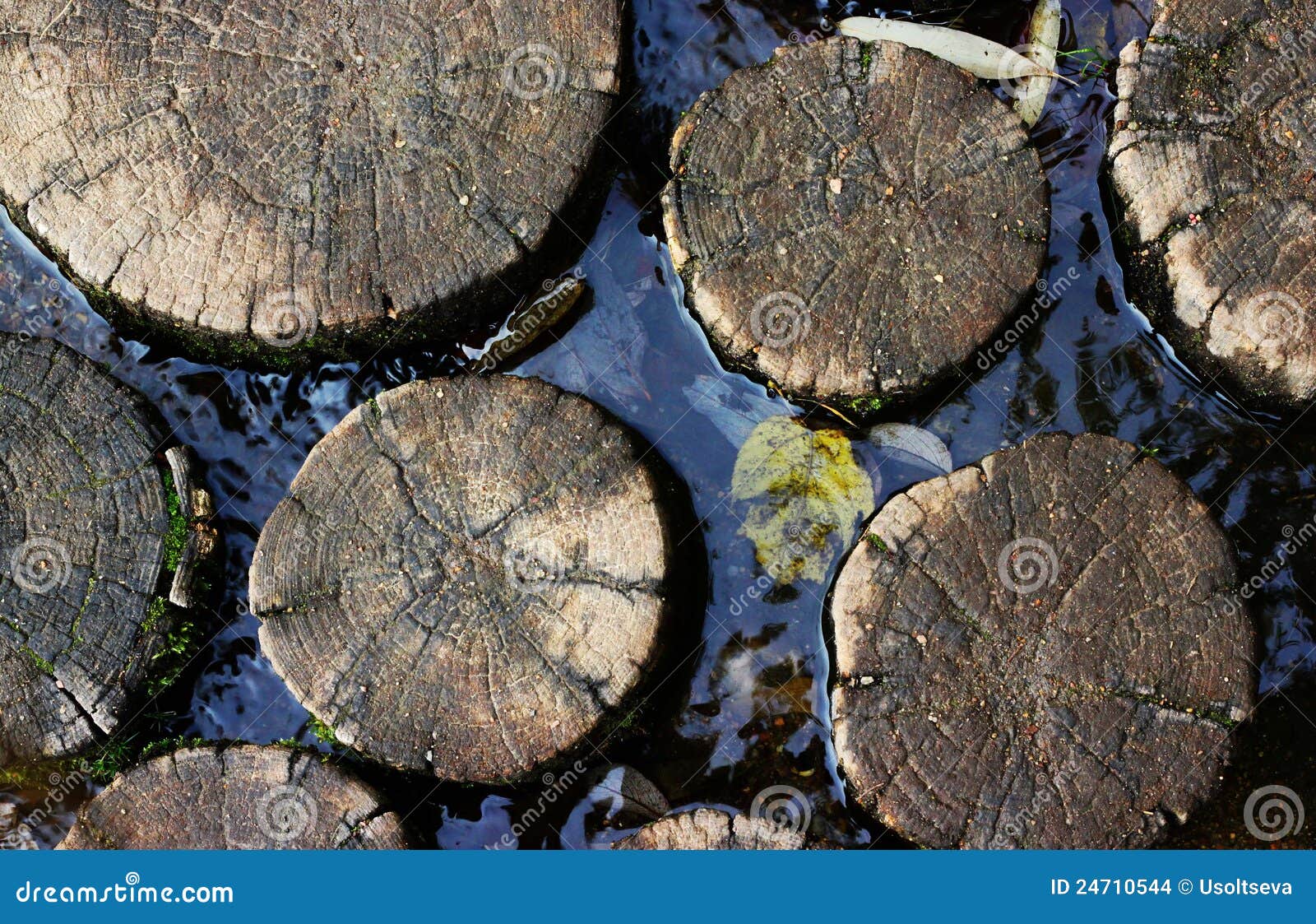 Tree trunk in the water stock photo. Image of stub, submerge - 24710544