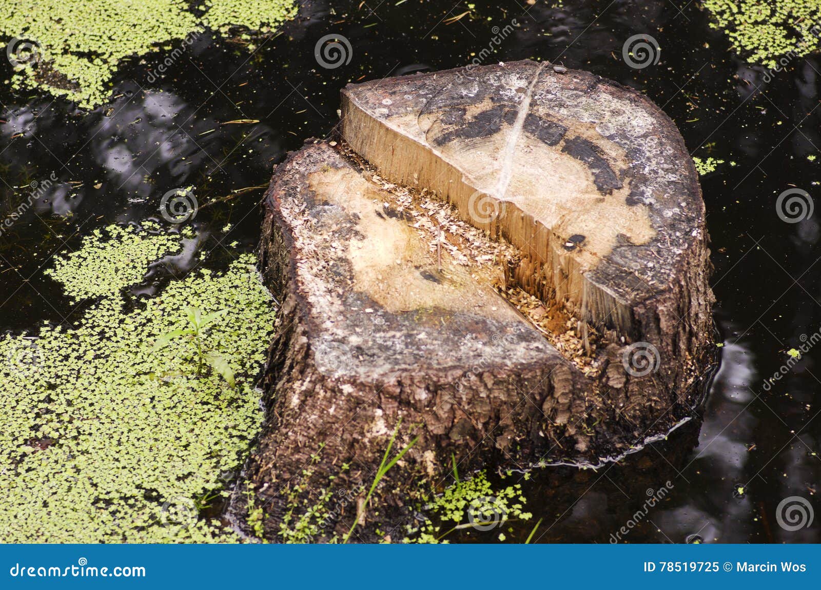 Tree trunk in the water stock image. Image of bark, calm - 78519725