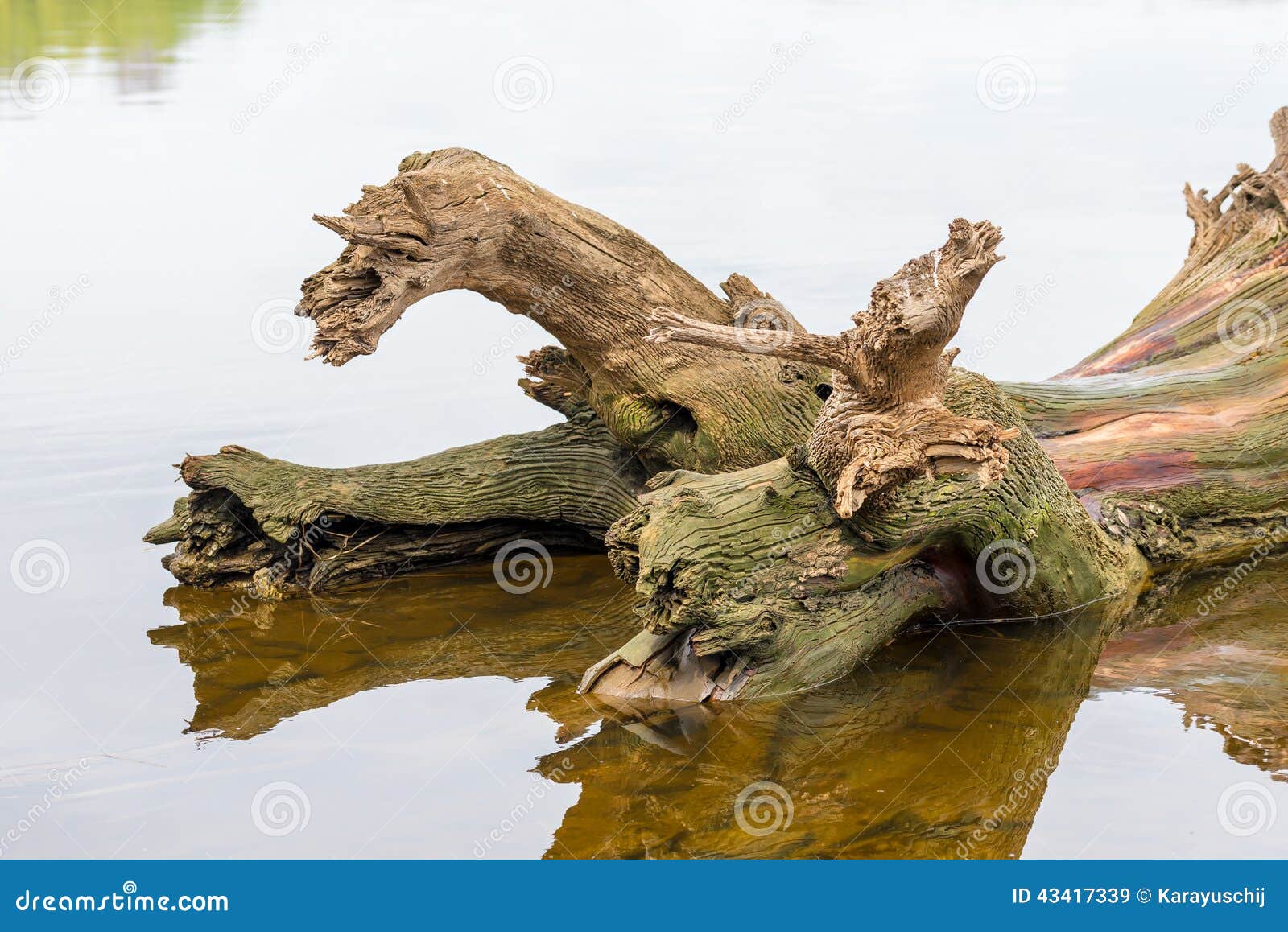 Tree Trunk in Water stock image. Image of tree, wood - 43417339