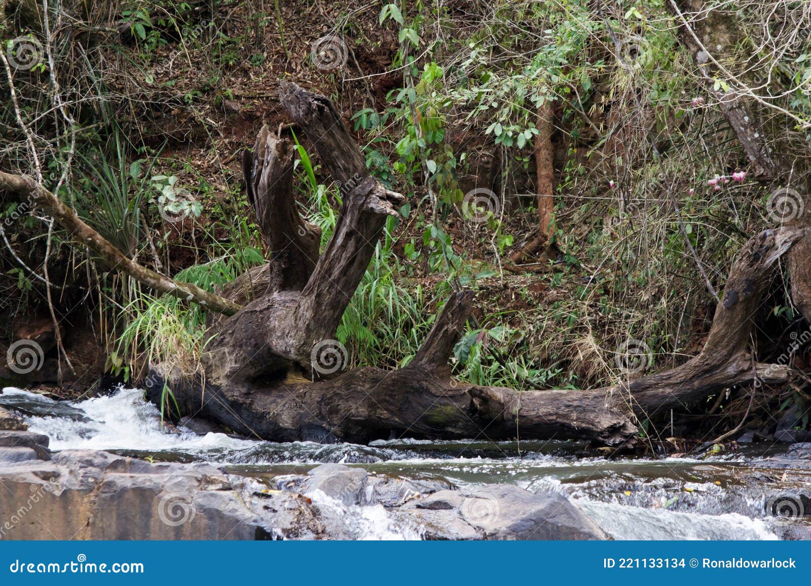 Tree Is The Throne Of The Forest King. Royalty-Free Stock Image ...