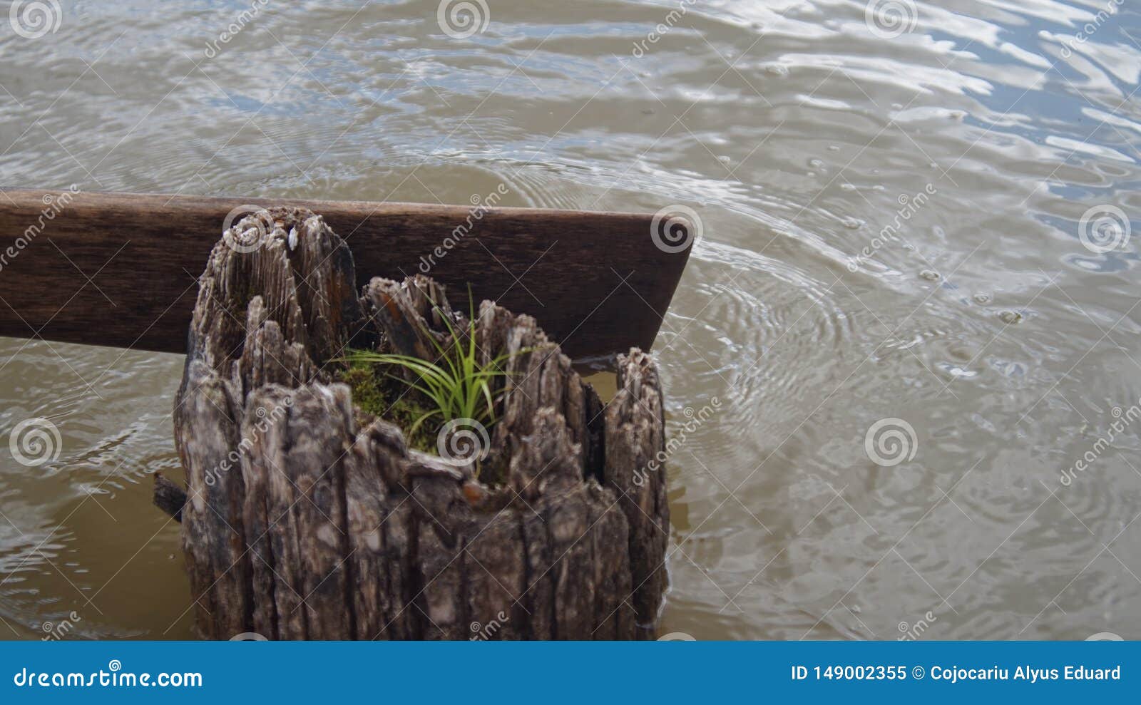 Tree Trunk in the Water. the Lake of Trees Stock Image - Image of ...