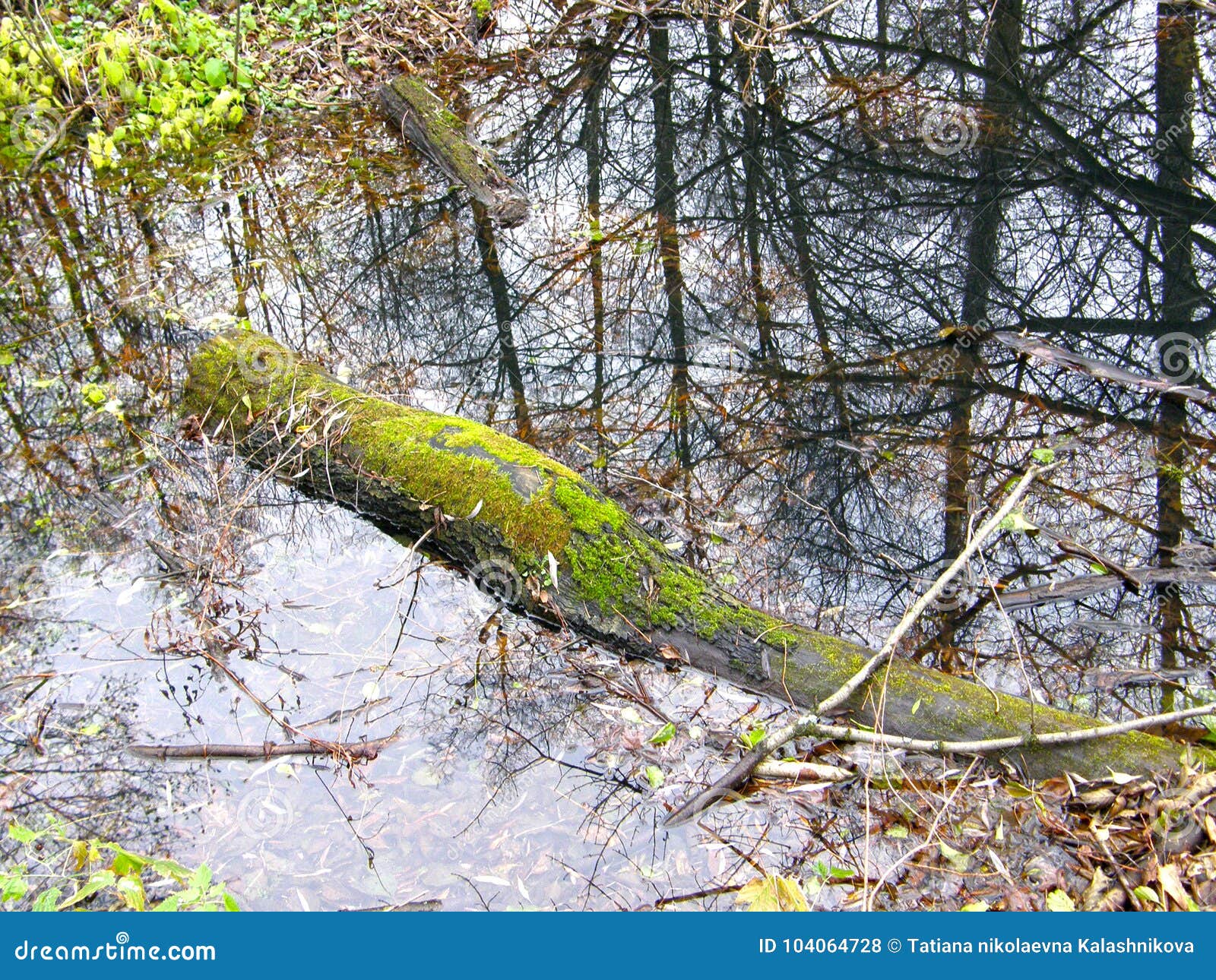 Tree trunk in water. stock photo. Image of leaves, reflection - 104064728