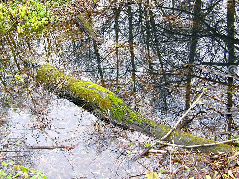 Tree trunk in water. stock photo. Image of leaves, reflection - 104064728