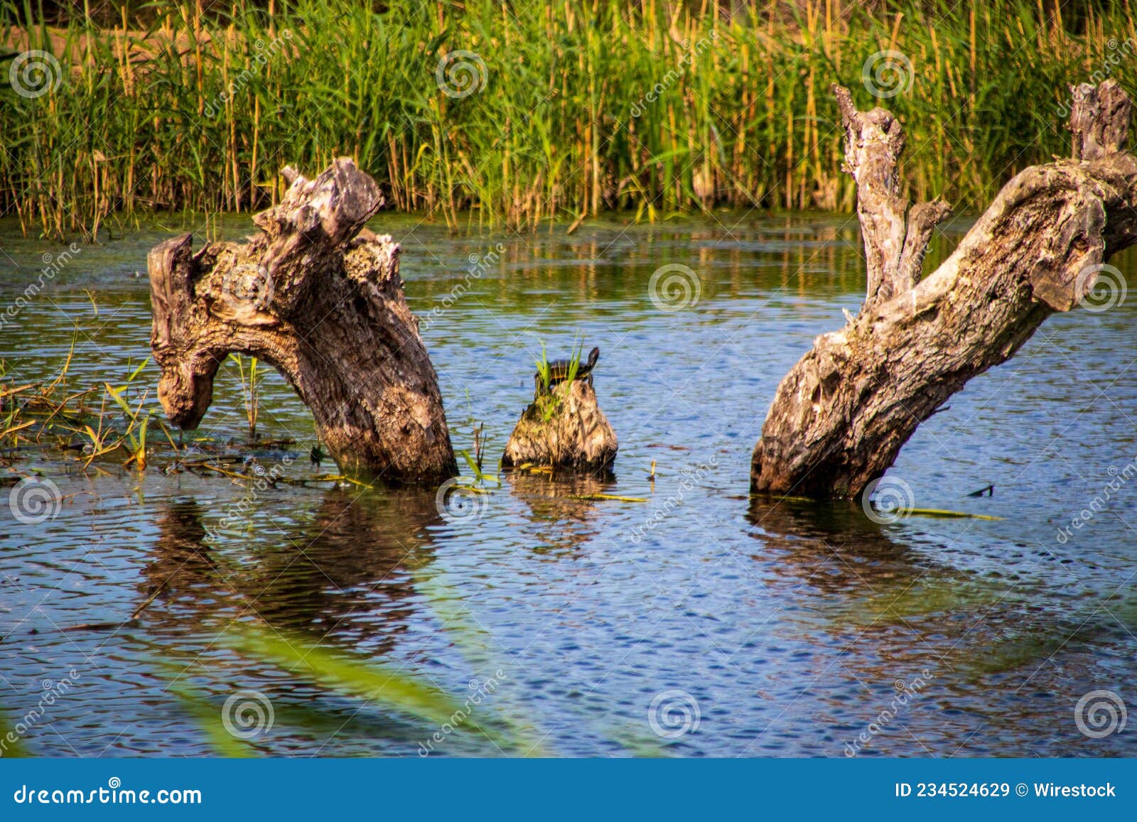 Tree Trunk in the Water Surrounded by Green Vegetation. Stock Image ...