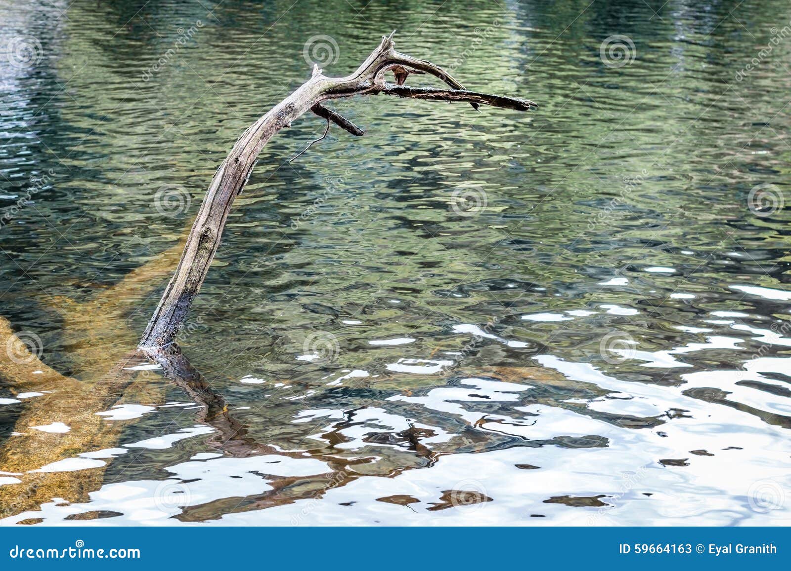 Tree trunk in the water stock image. Image of trunk, water - 59664163
