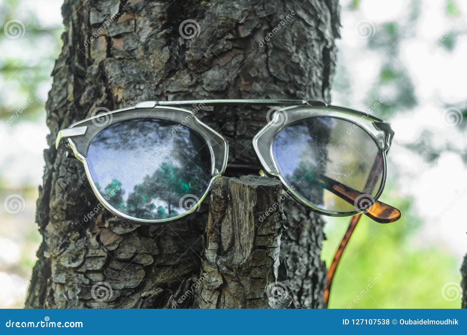 Tree trunk wearing glasses stock photo. Image of environment - 127107538