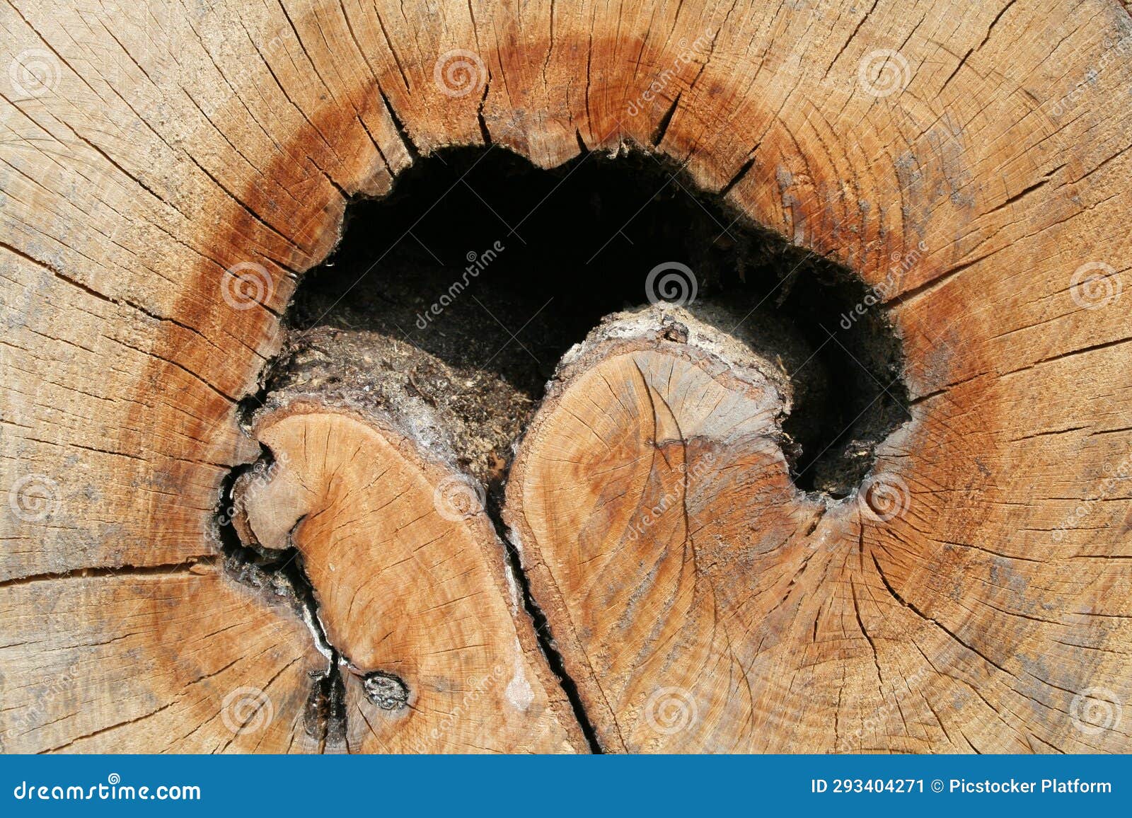 A Close Up of a Tree Trunk with a Hole in it Stock Image - Image of ...