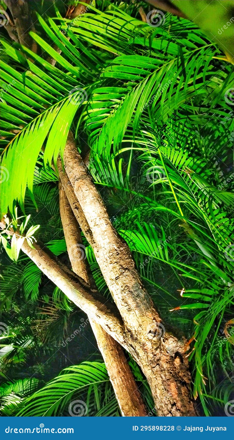 The Tree Trunk Will Grow into Wood and the Green Leaves Will Make it ...