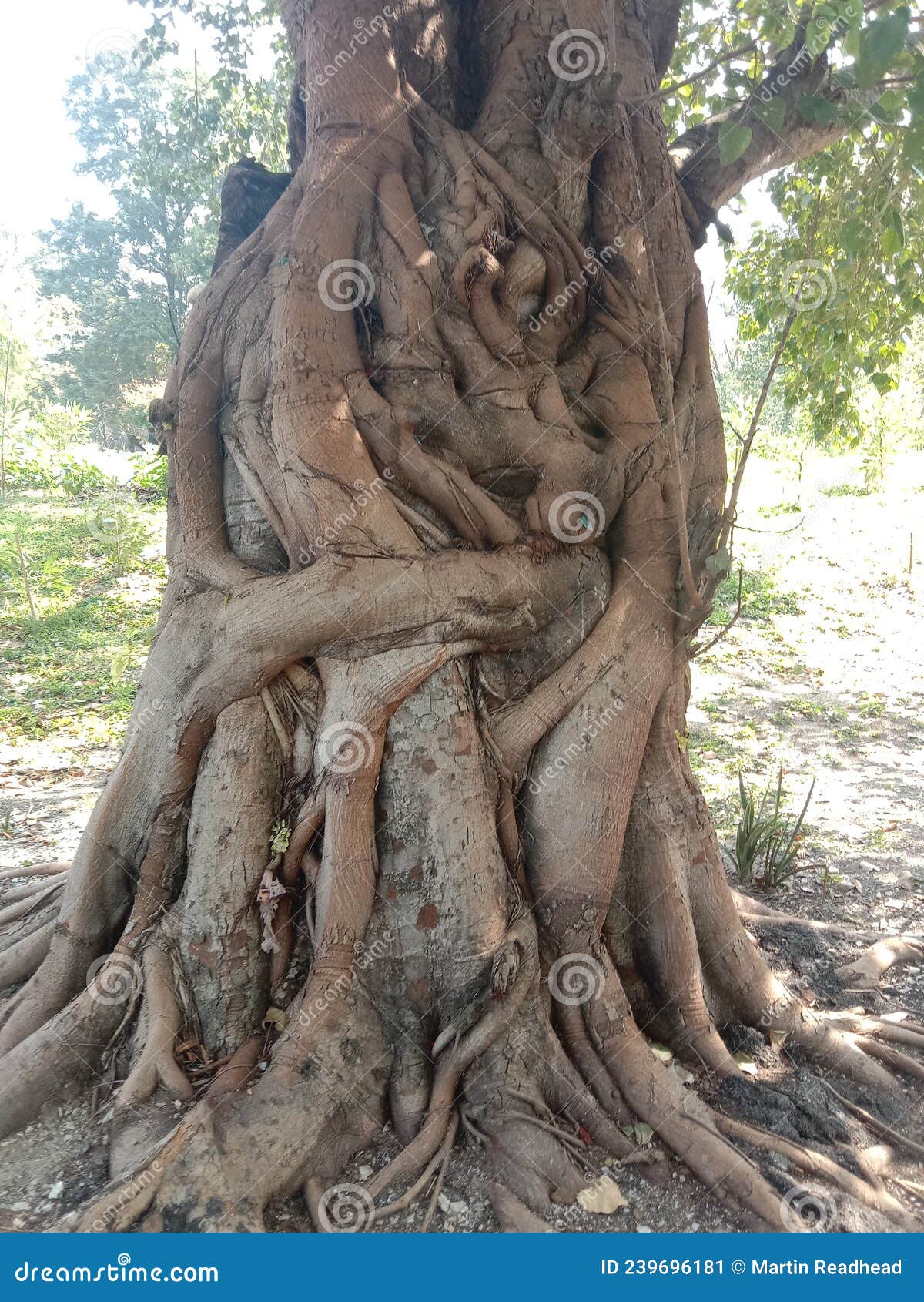 Winding Roots Of A Tropical Tree Royalty-Free Stock Photography ...