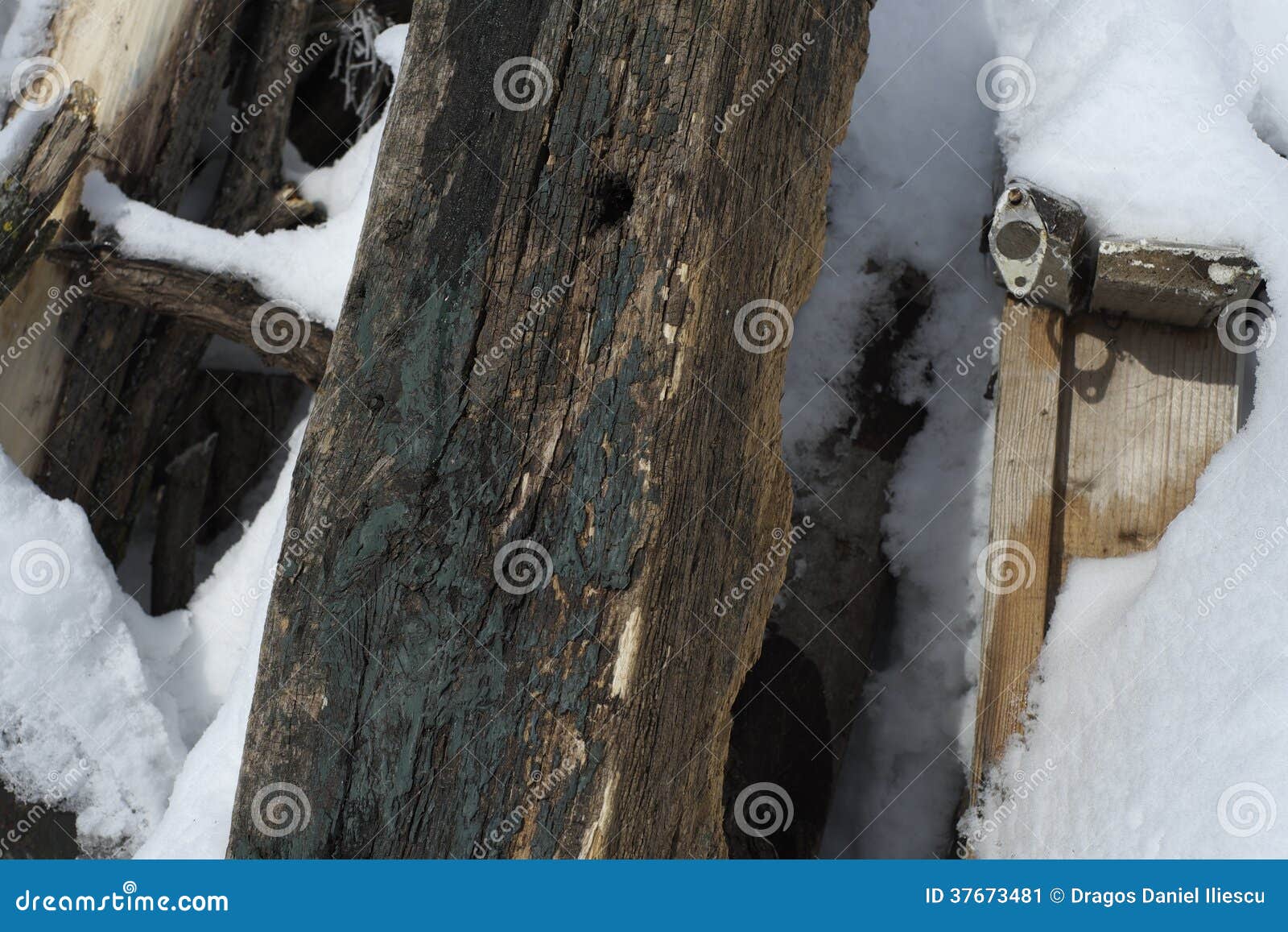 Tree trunk in winter stock image. Image of season, closeup - 37673481