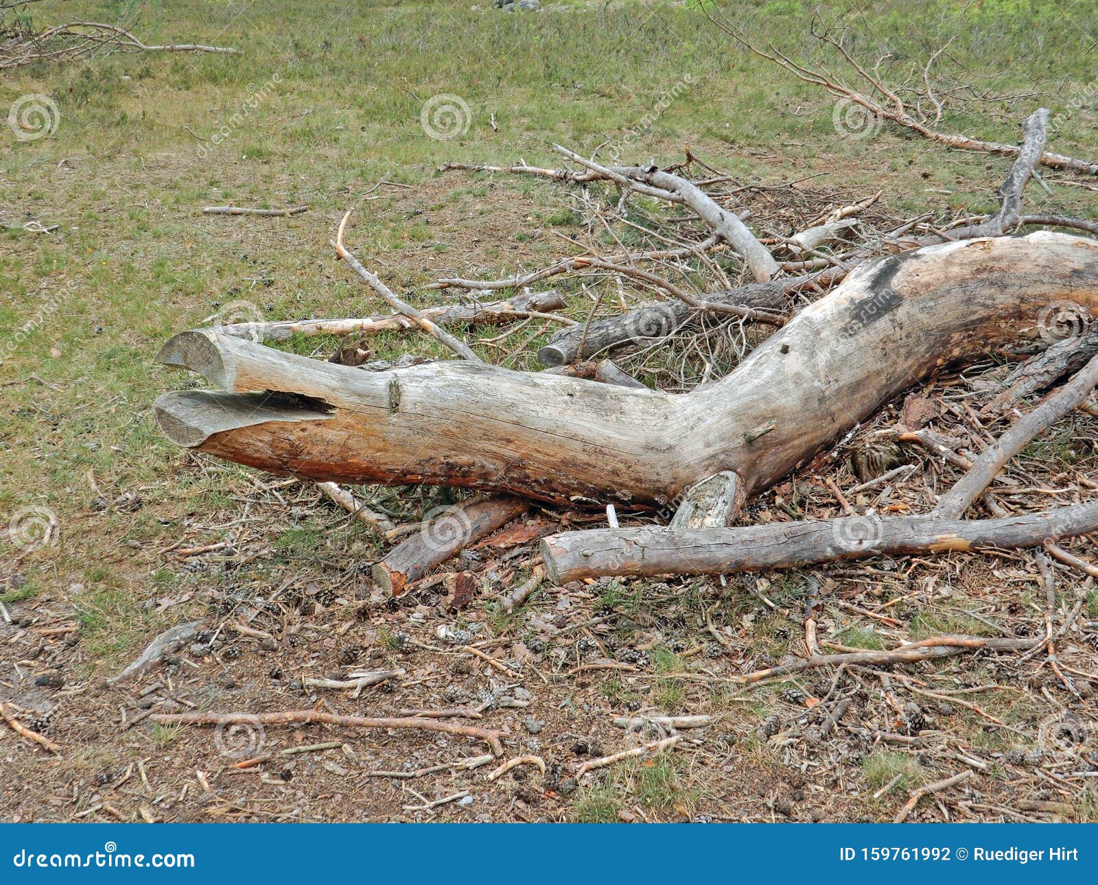 Tree Trunk and Withered Branches Stock Photo - Image of green ...