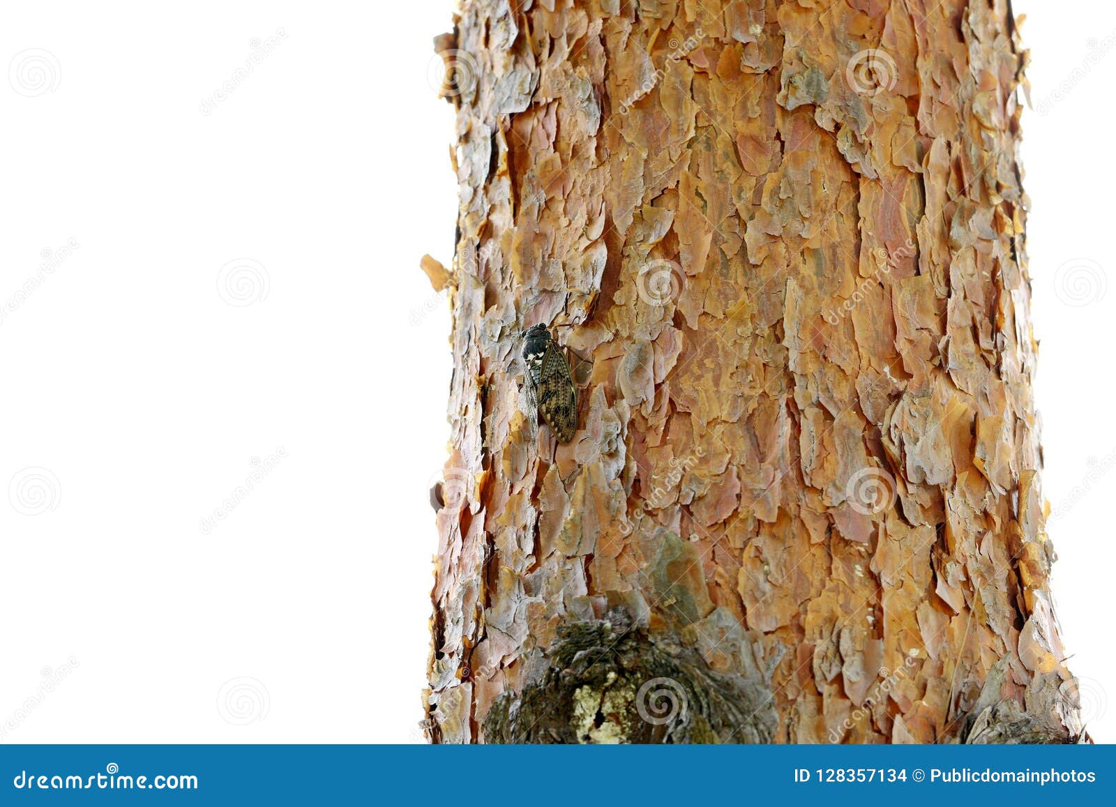 Tree, Trunk, Wood Picture. Image: 128357134