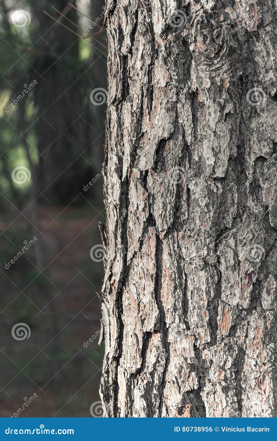 Tree Trunk with Wood Splinters Stock Photo - Image of splinters, trunk ...