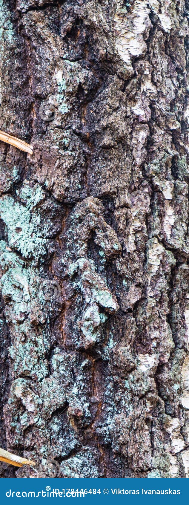 Tree trunk. Wood texture stock photo. Image of natural - 178446484