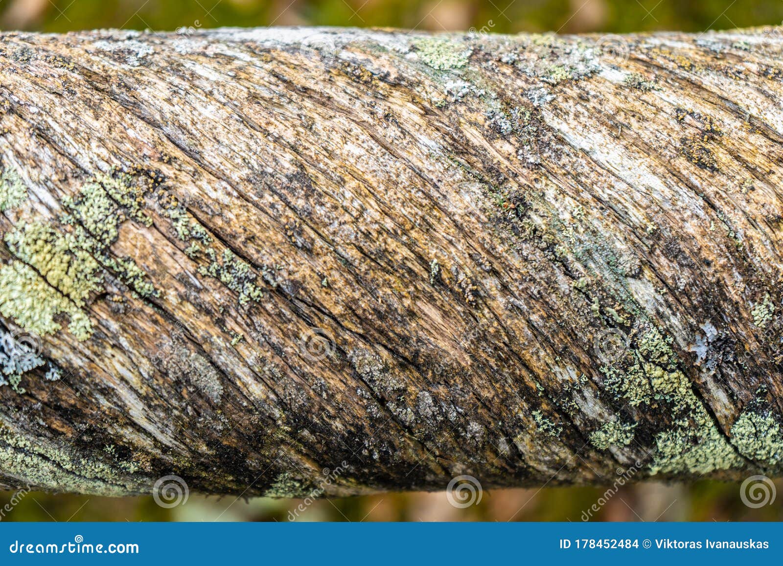 Tree trunk. Wood texture stock photo. Image of natural - 178452484