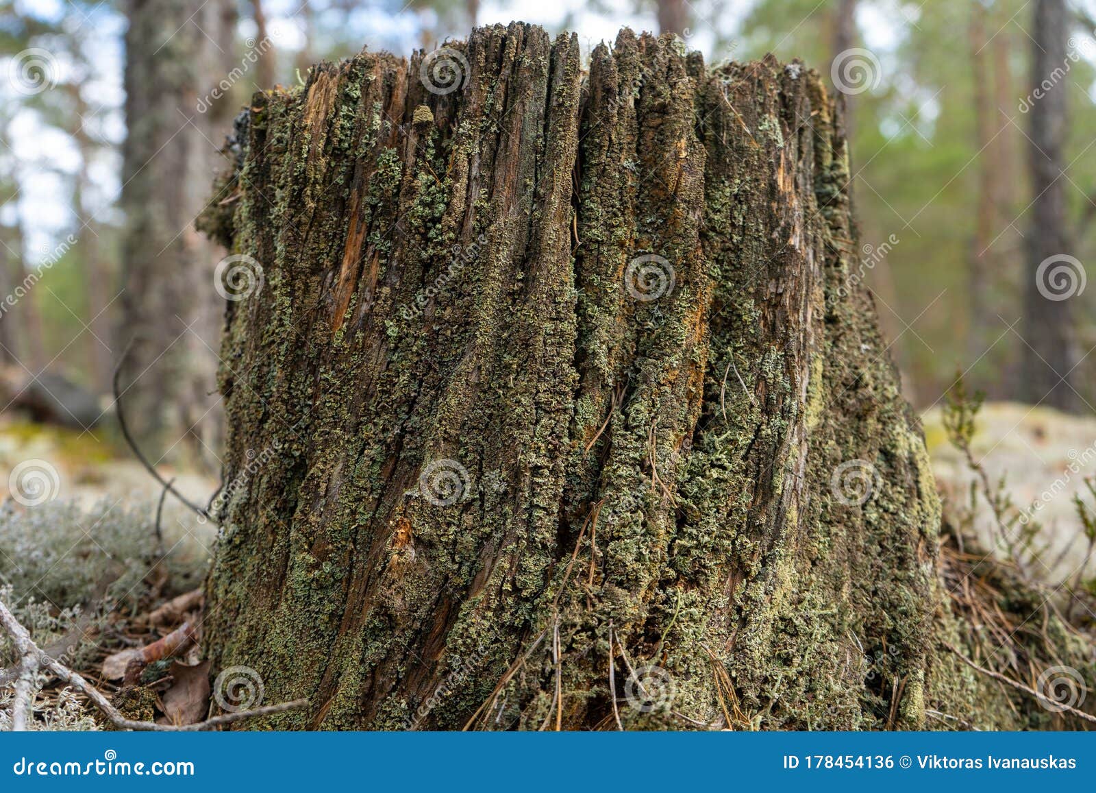 Tree trunk. Wood texture stock photo. Image of backdrop - 178454136