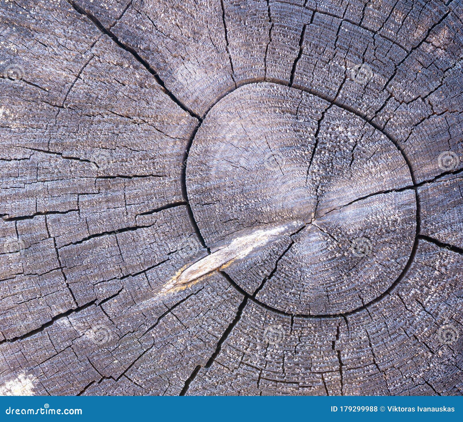 Tree trunk. Wood texture stock photo. Image of park - 179299988