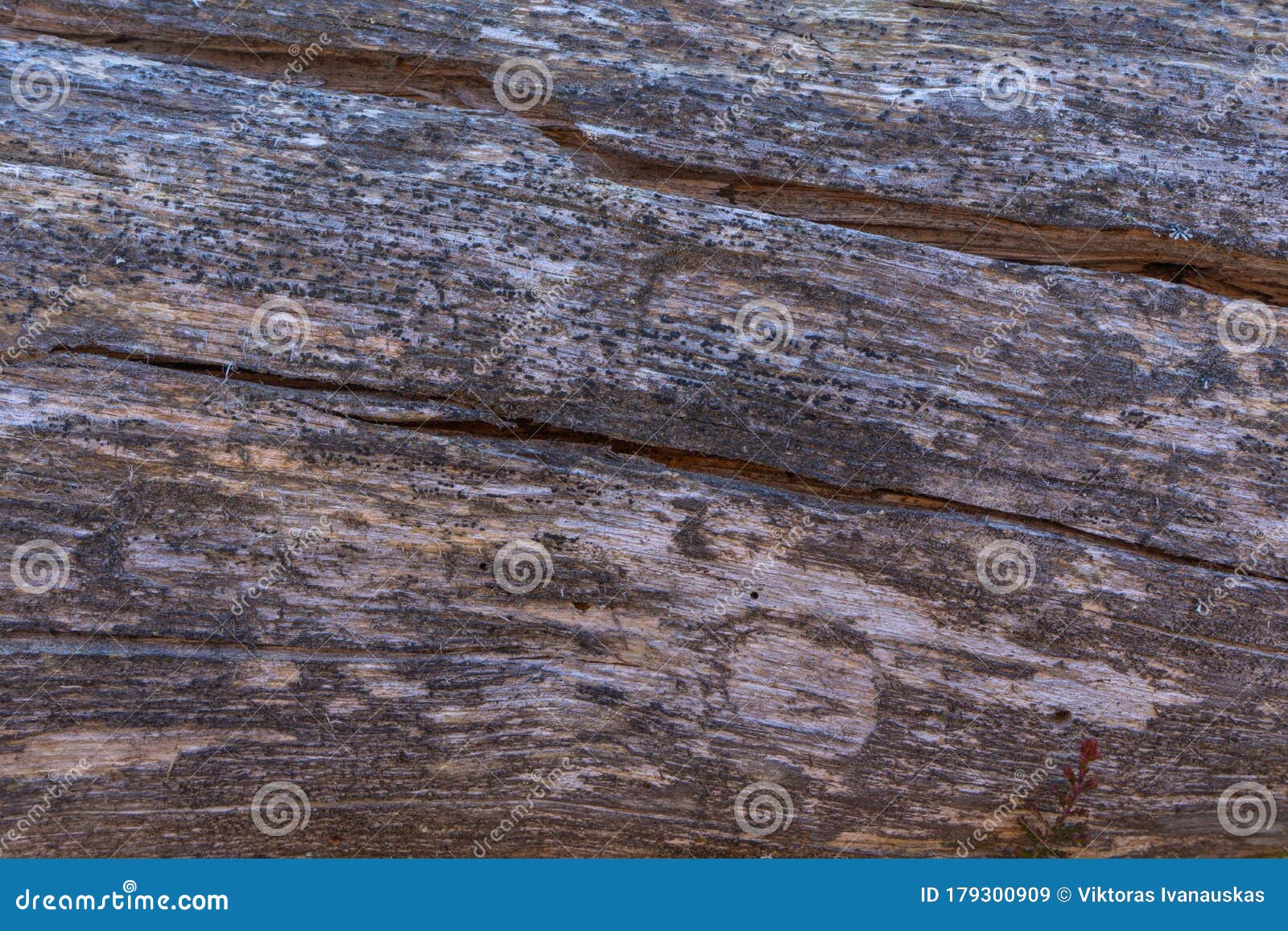 Tree trunk. Wood texture stock image. Image of environment - 179300909