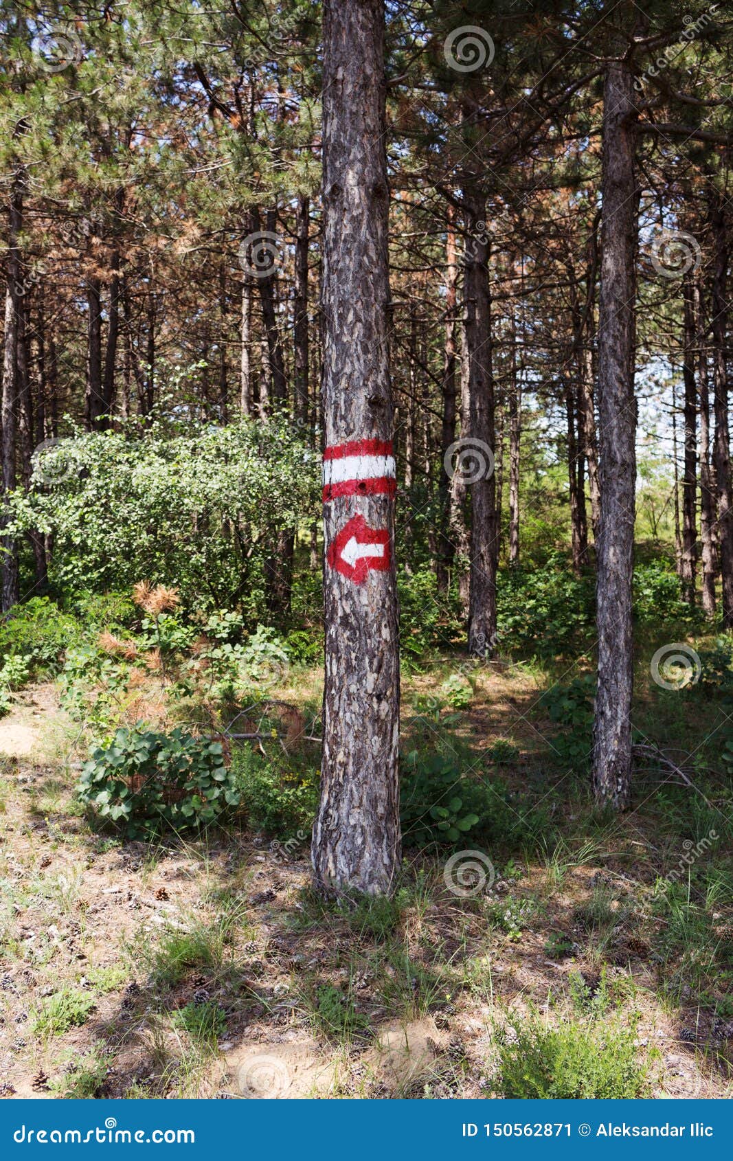 Tree Trunk in the Forest with Arrows Directional Sign Stock Image ...