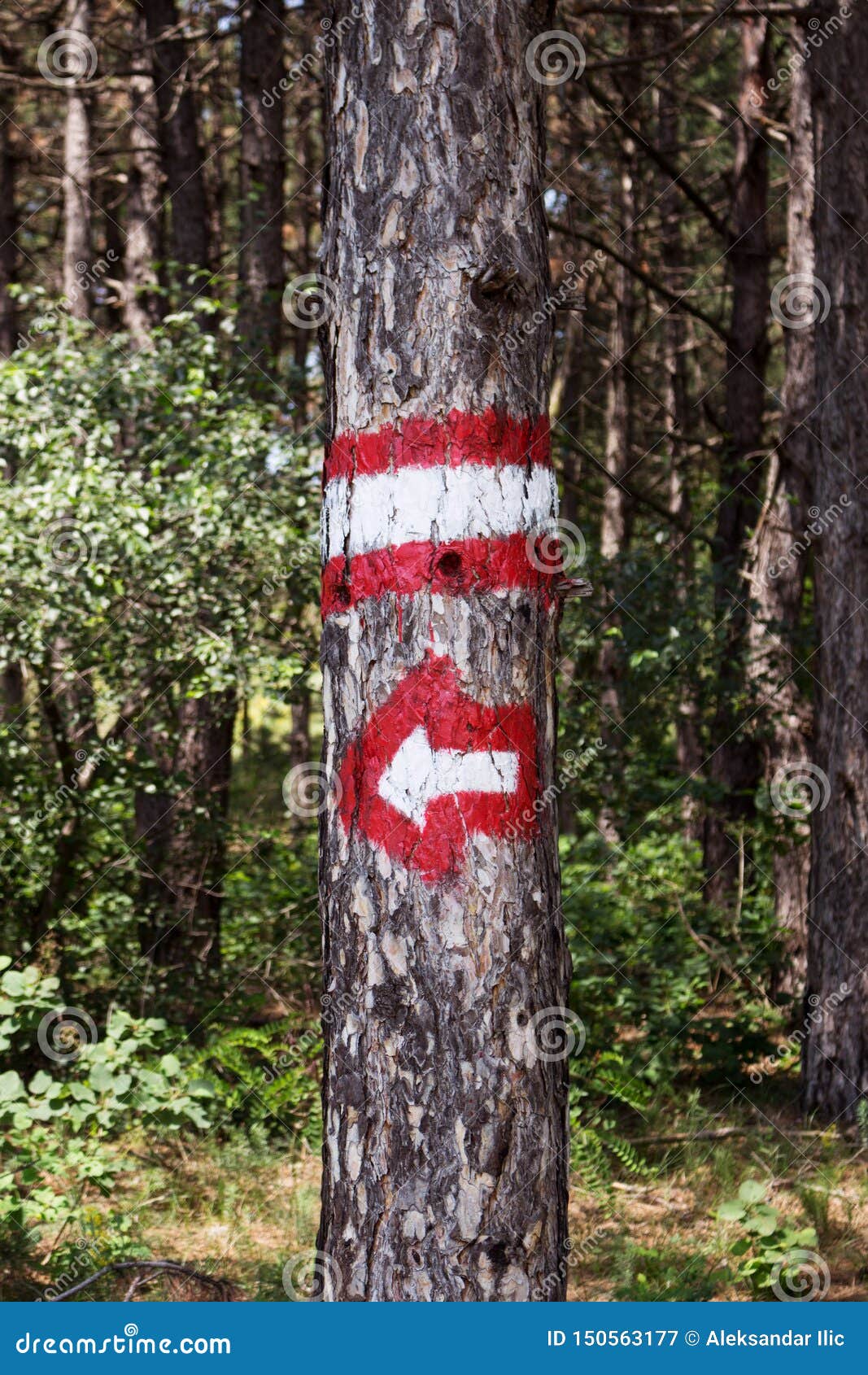 Tree Trunk in the Forest with Arrows Directional Sign Stock Image ...
