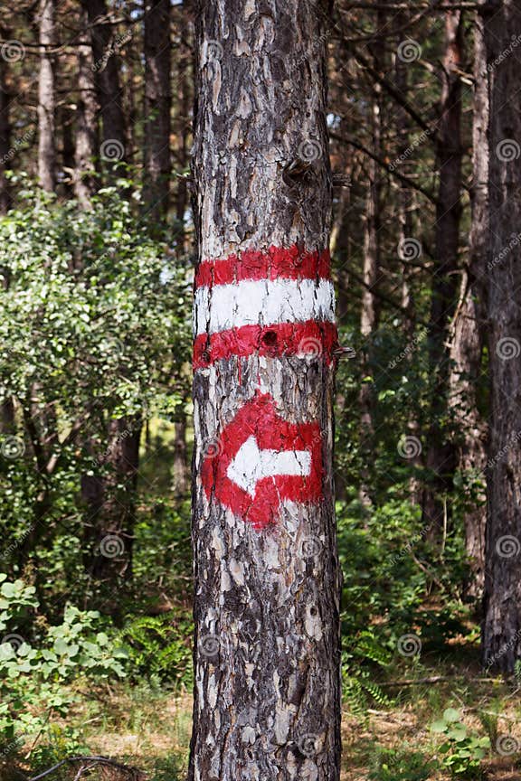 Tree Trunk in the Forest with Arrows Directional Sign Stock Image ...