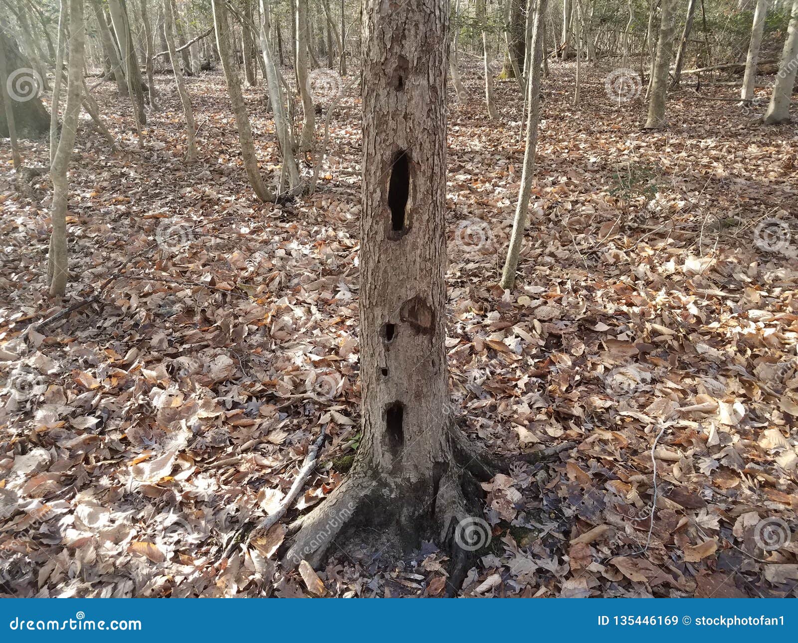 Tree Trunk in Woods with Holes from Animals and Brown Leaves Stock ...