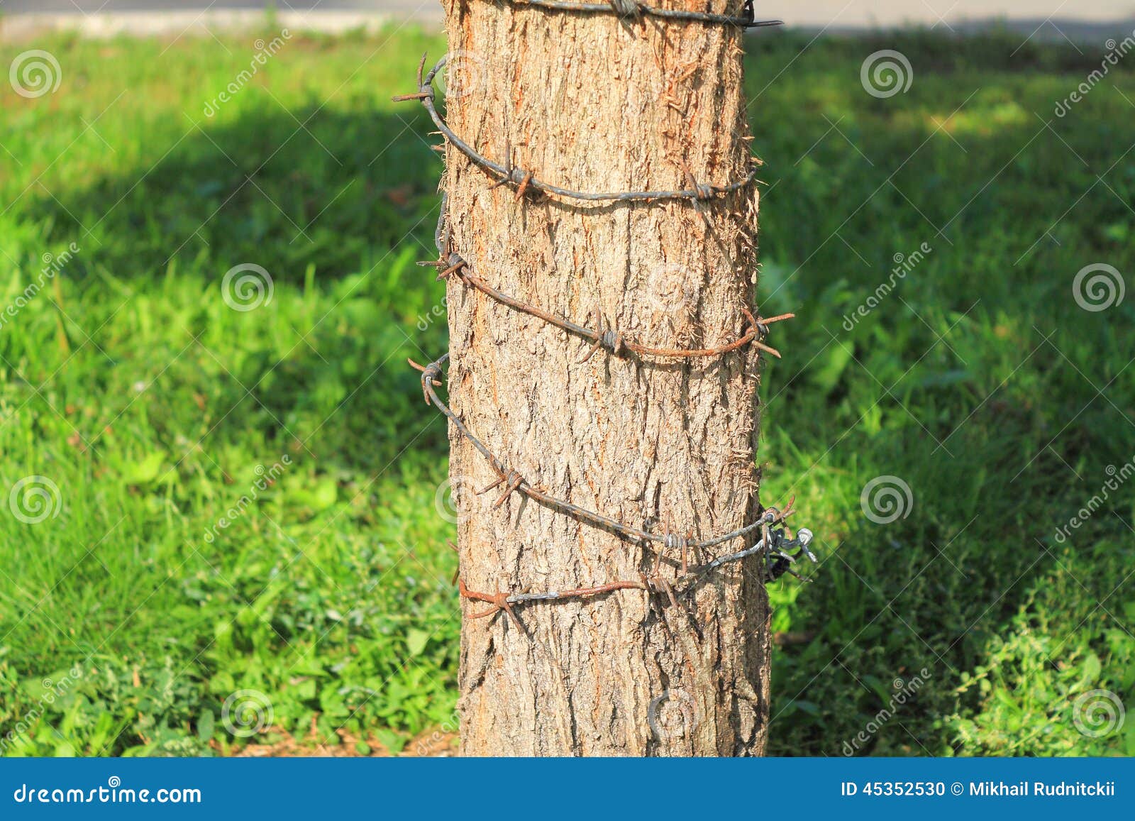 Tree Trunk, Wrapped in Barbed Wire Stock Photo - Image of trunk, barbed ...